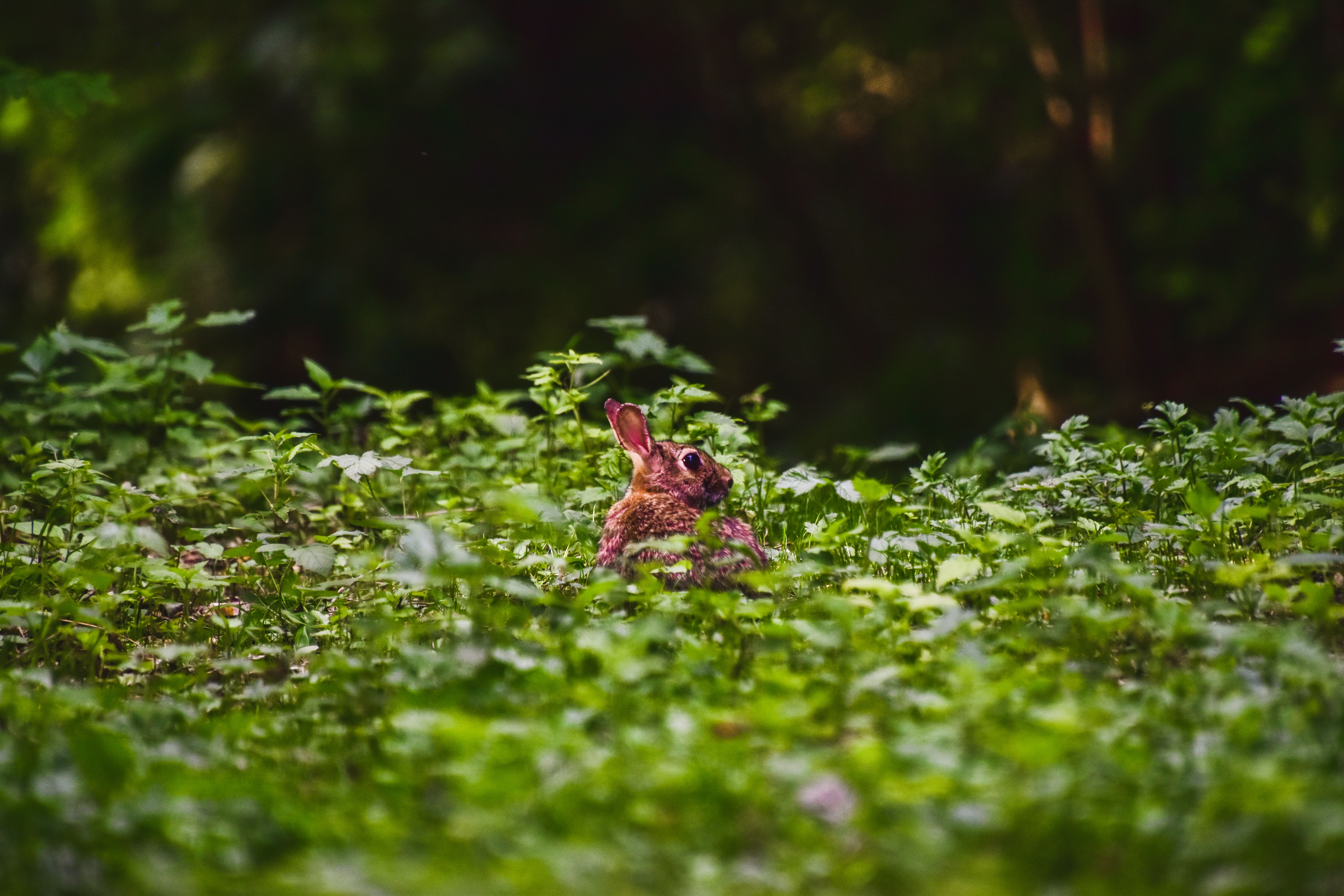 Rabbit amid Green Leaves · Free Stock Photo