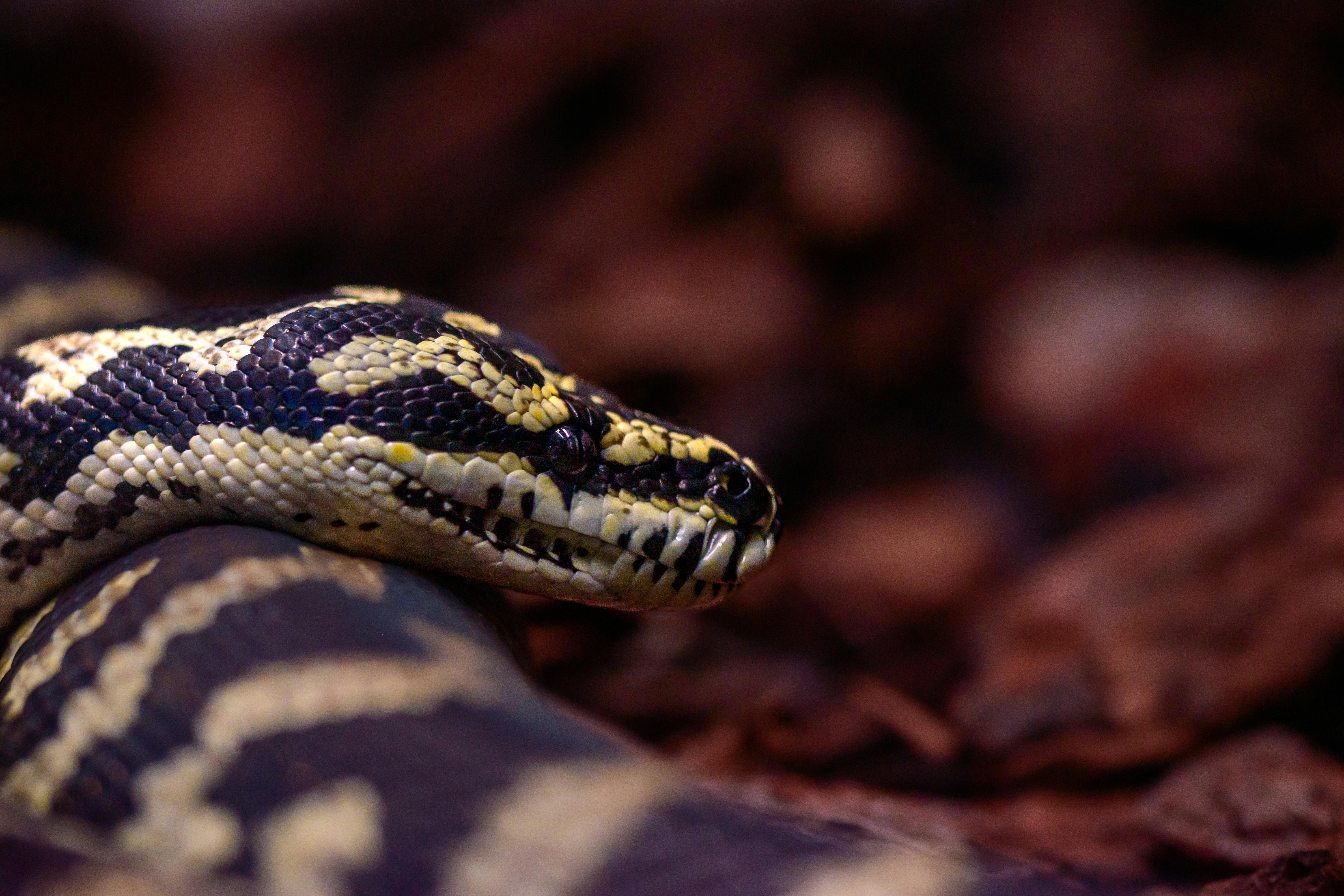 Pythons Of Australia Photos, Download The BEST Free Pythons Of ...