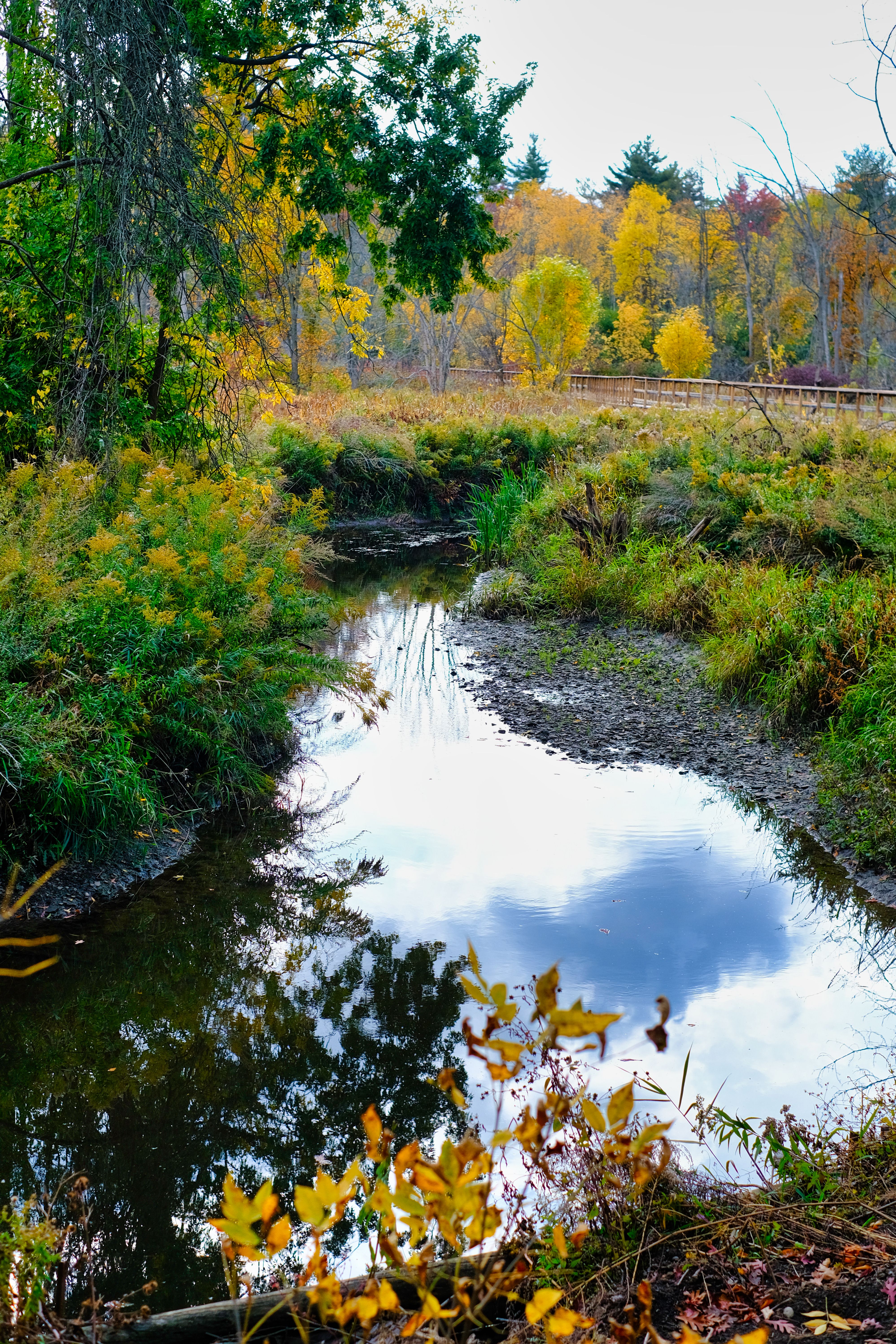 Stream and Wooden Footbridge in Forest · Free Stock Photo