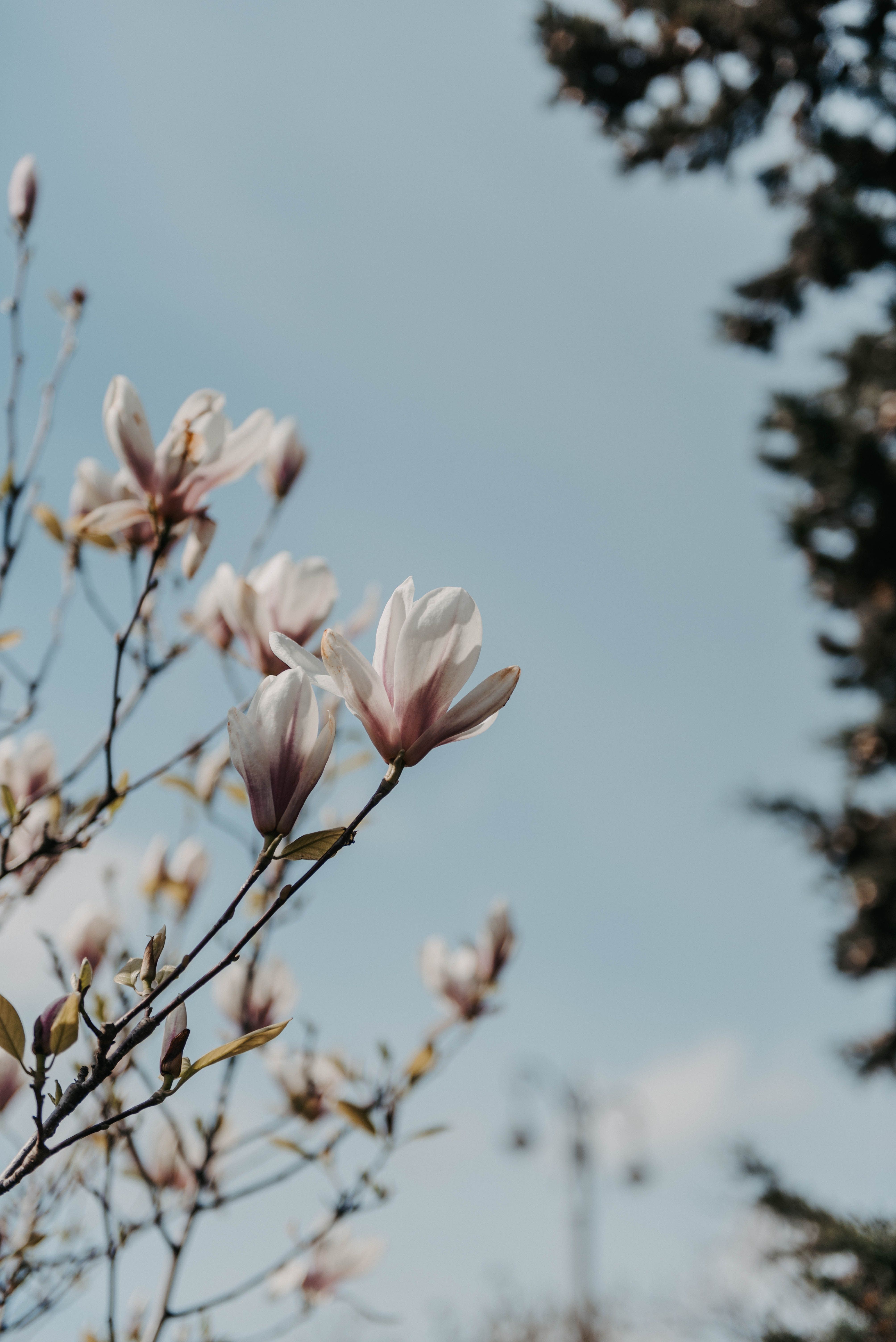 Close-up of Magnolia in Blossom · Free Stock Photo