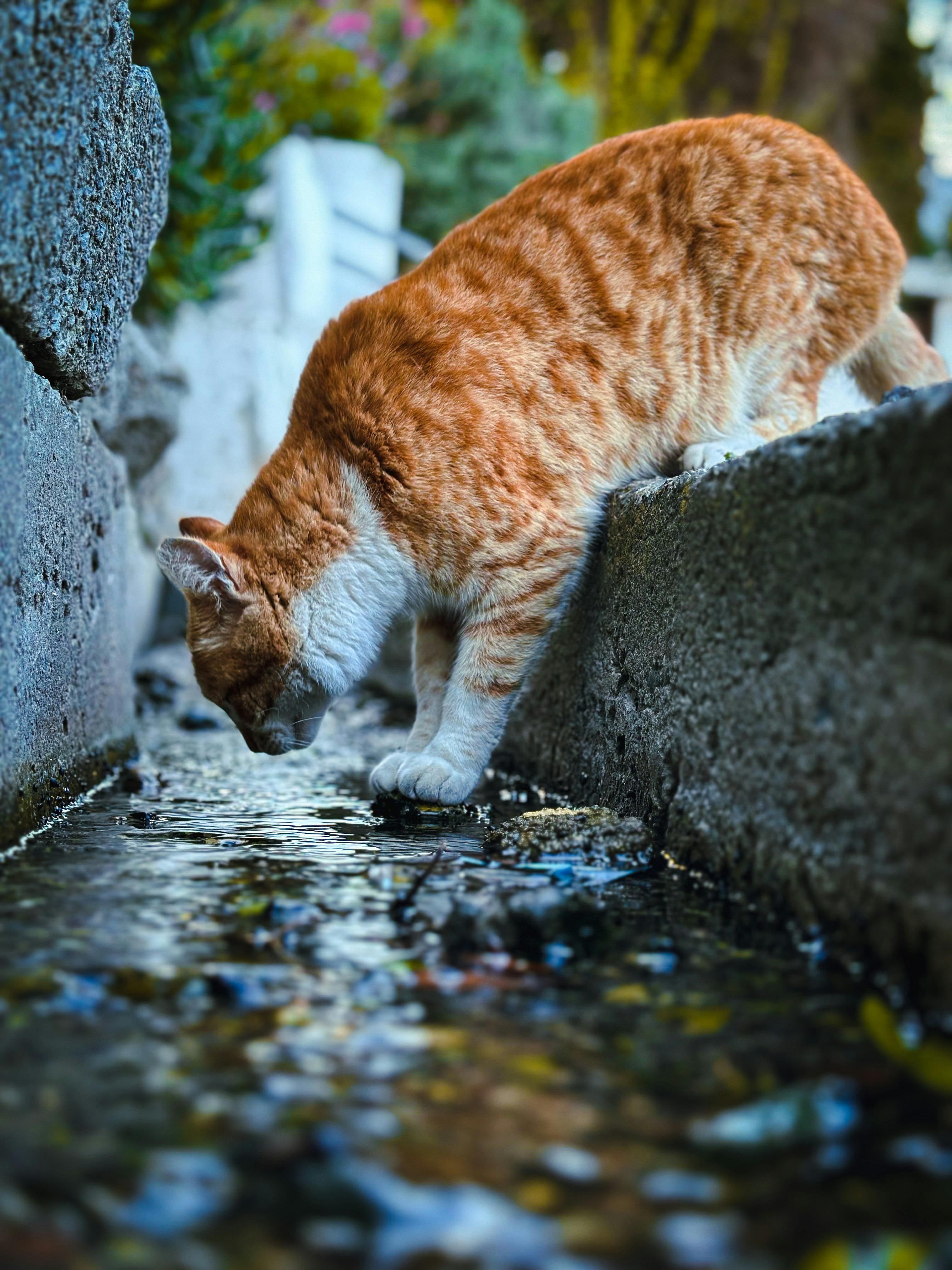 Stray Ginger Cat at Canal · Free Stock Photo