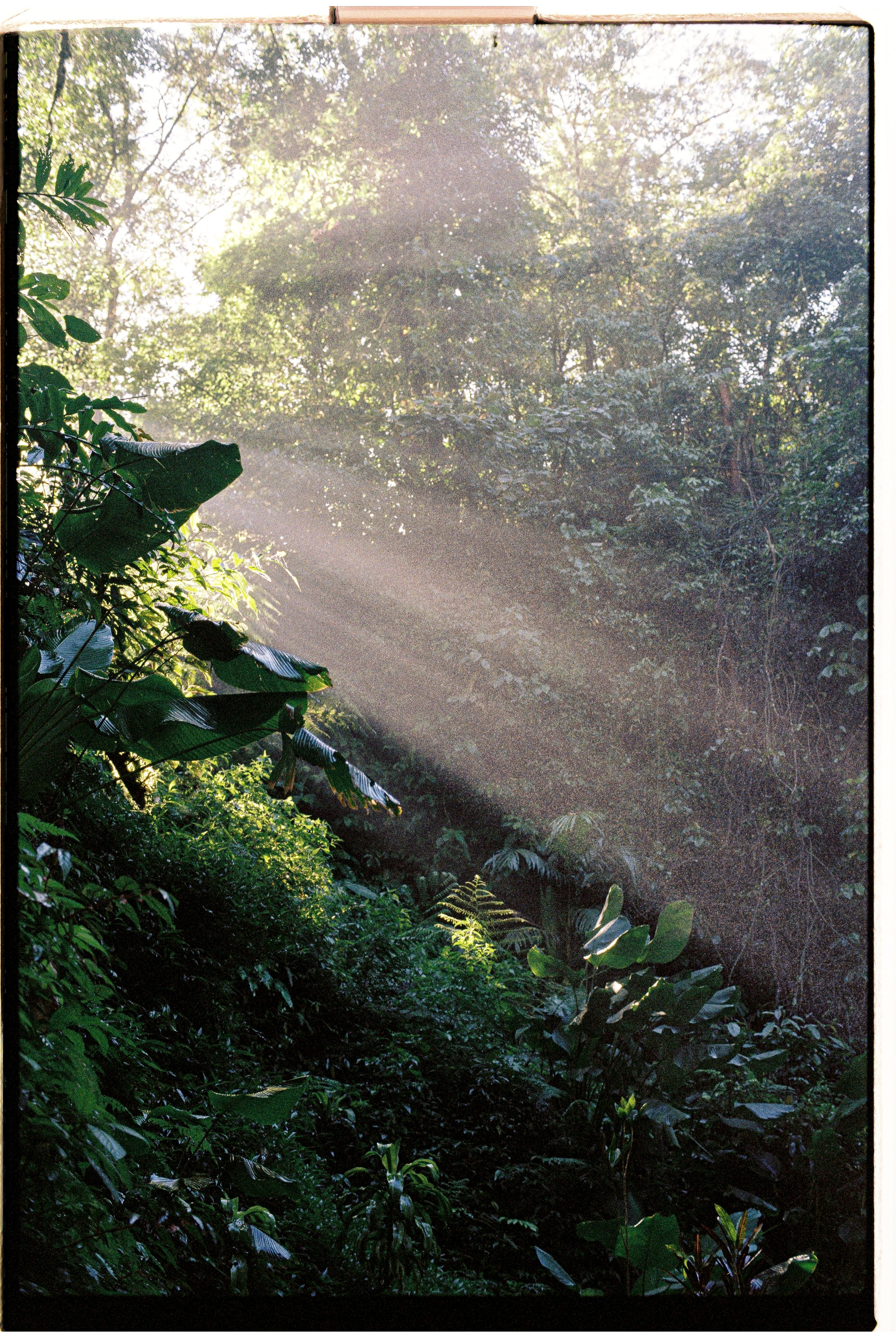 Lush Foliage in Forest at Dawn · Free Stock Photo