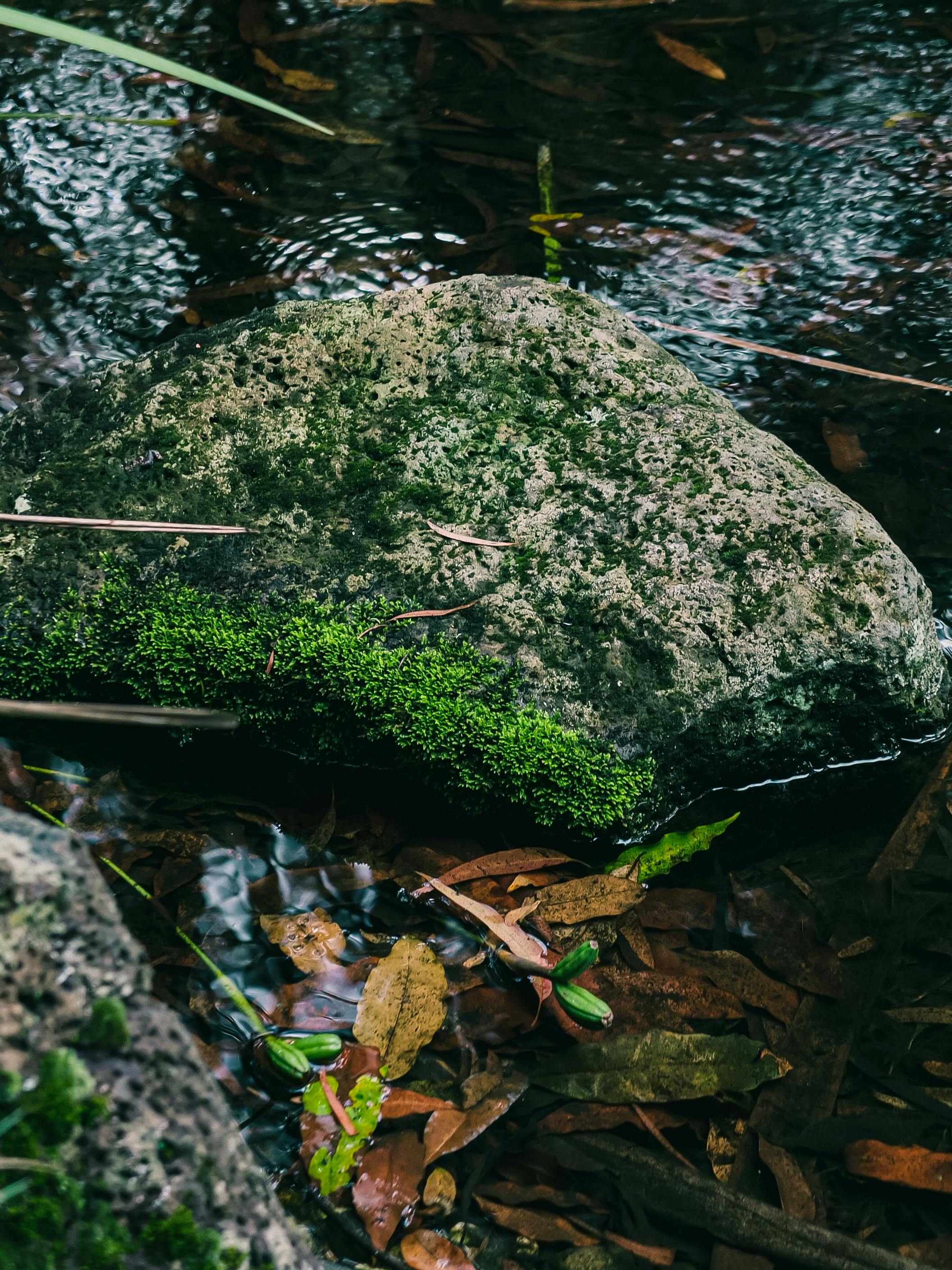 Rock Covered in Moss · Free Stock Photo
