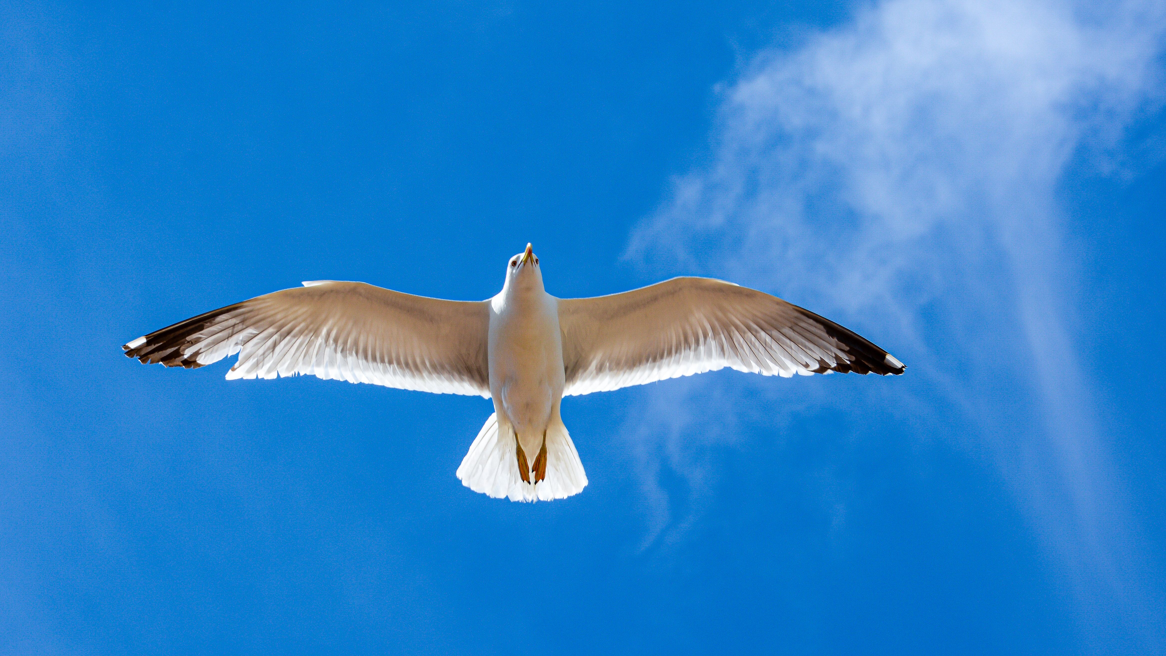 White Bird Flying Under Blue Sky · Free Stock Photo