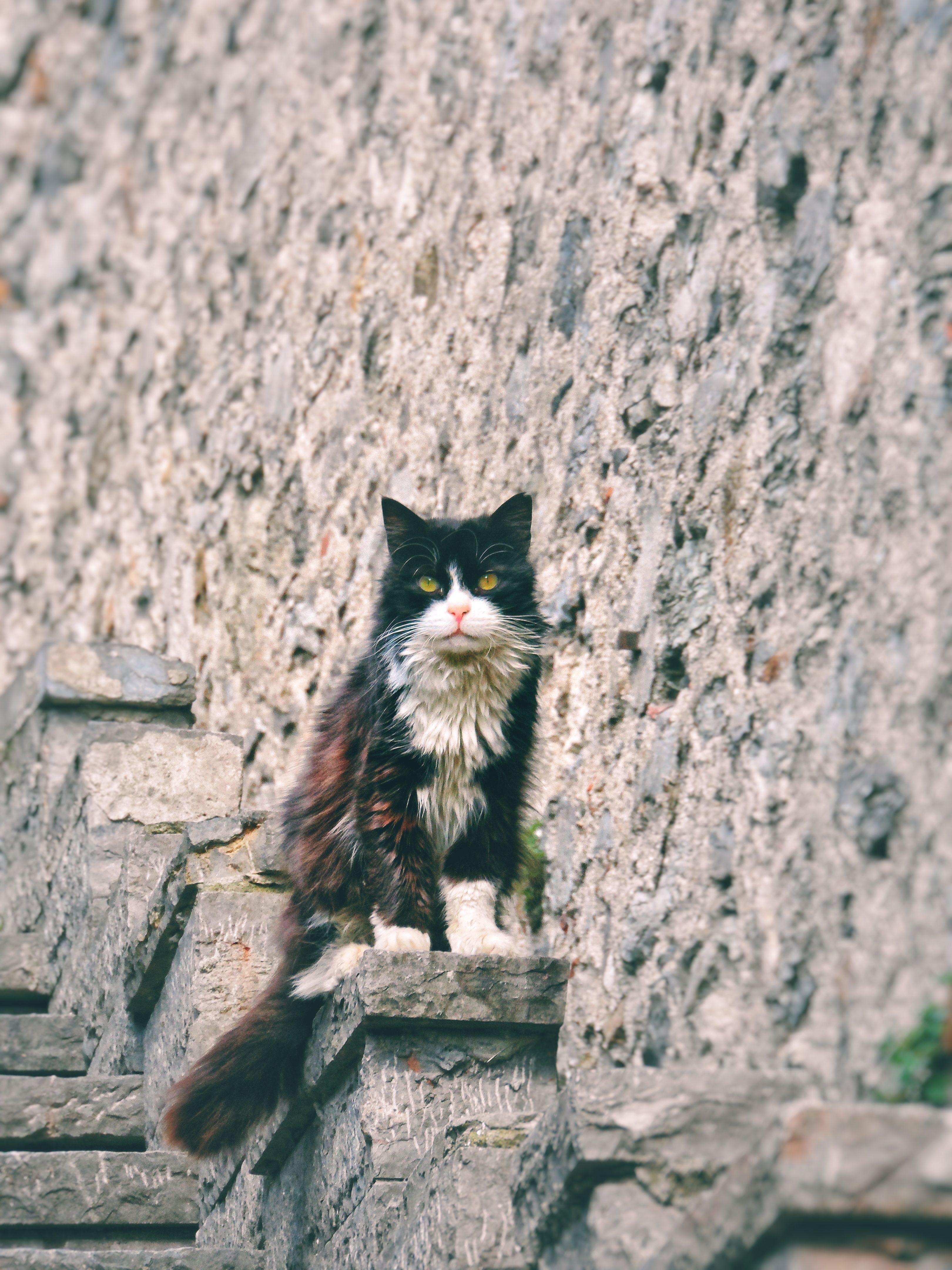 Furry Stray Cat · Free Stock Photo
