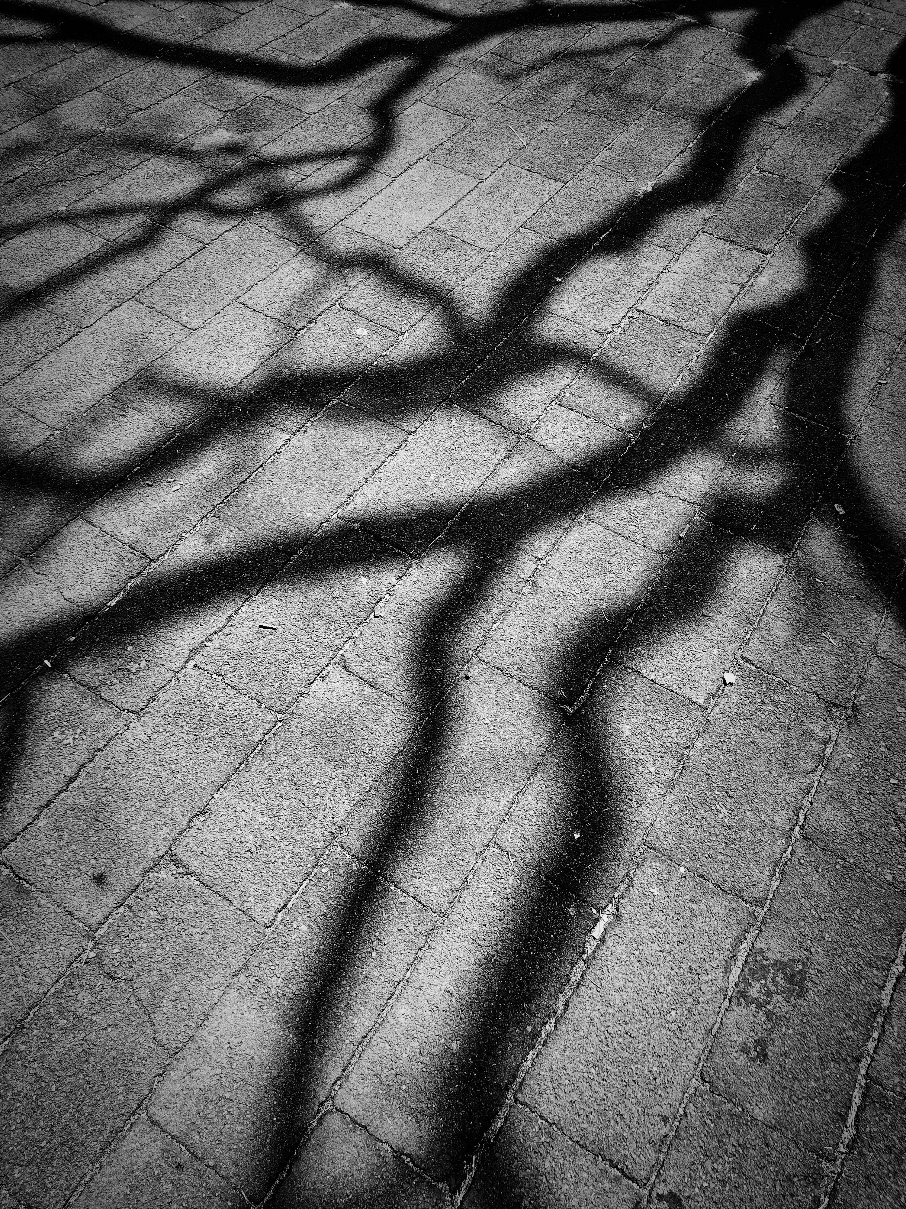 Tree Branches Shadows on Sidewalk · Free Stock Photo