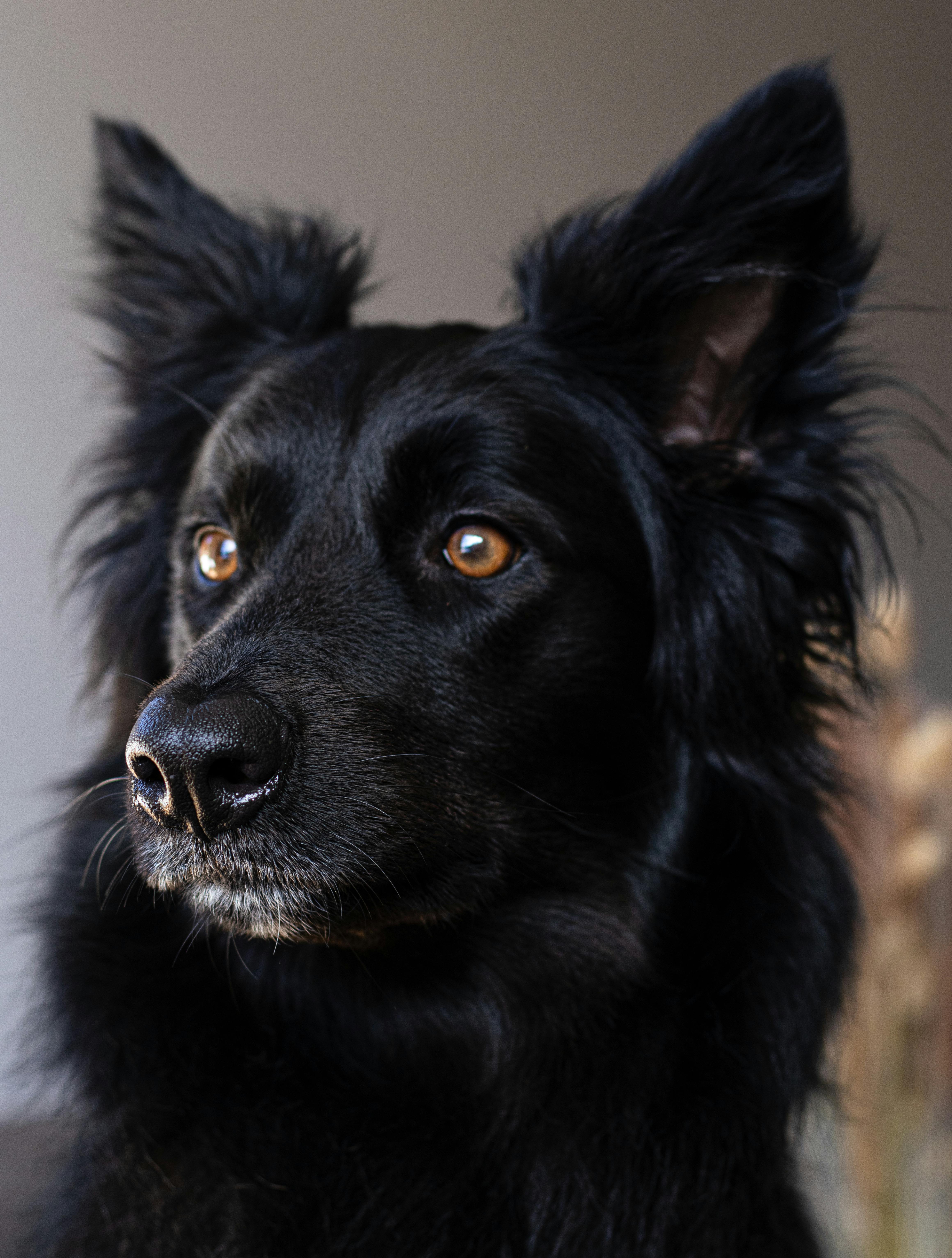 Head of Black Dog · Free Stock Photo