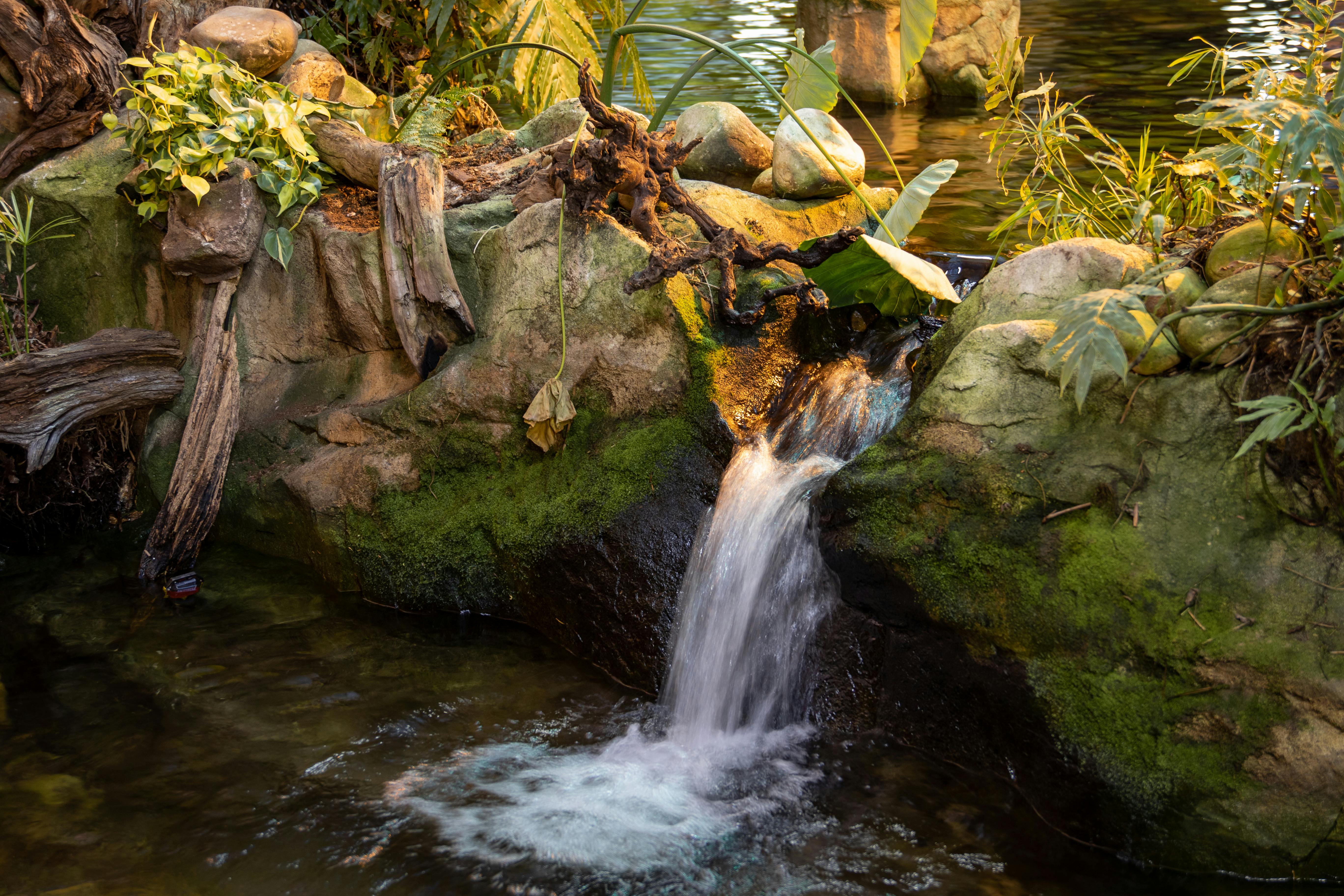 Free stock photo of background, forest, garden