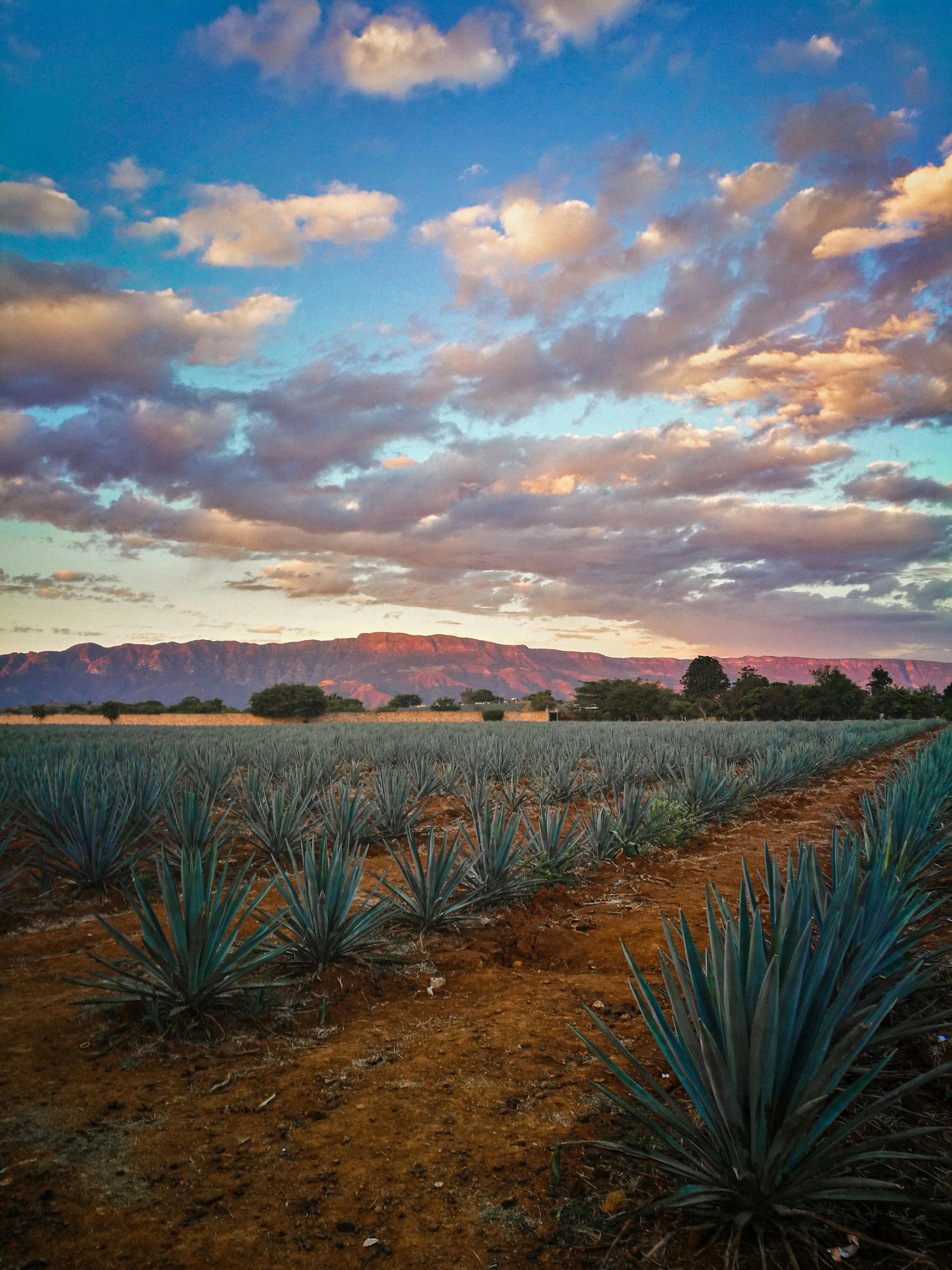 Agave Growing Field · Free Stock Photo