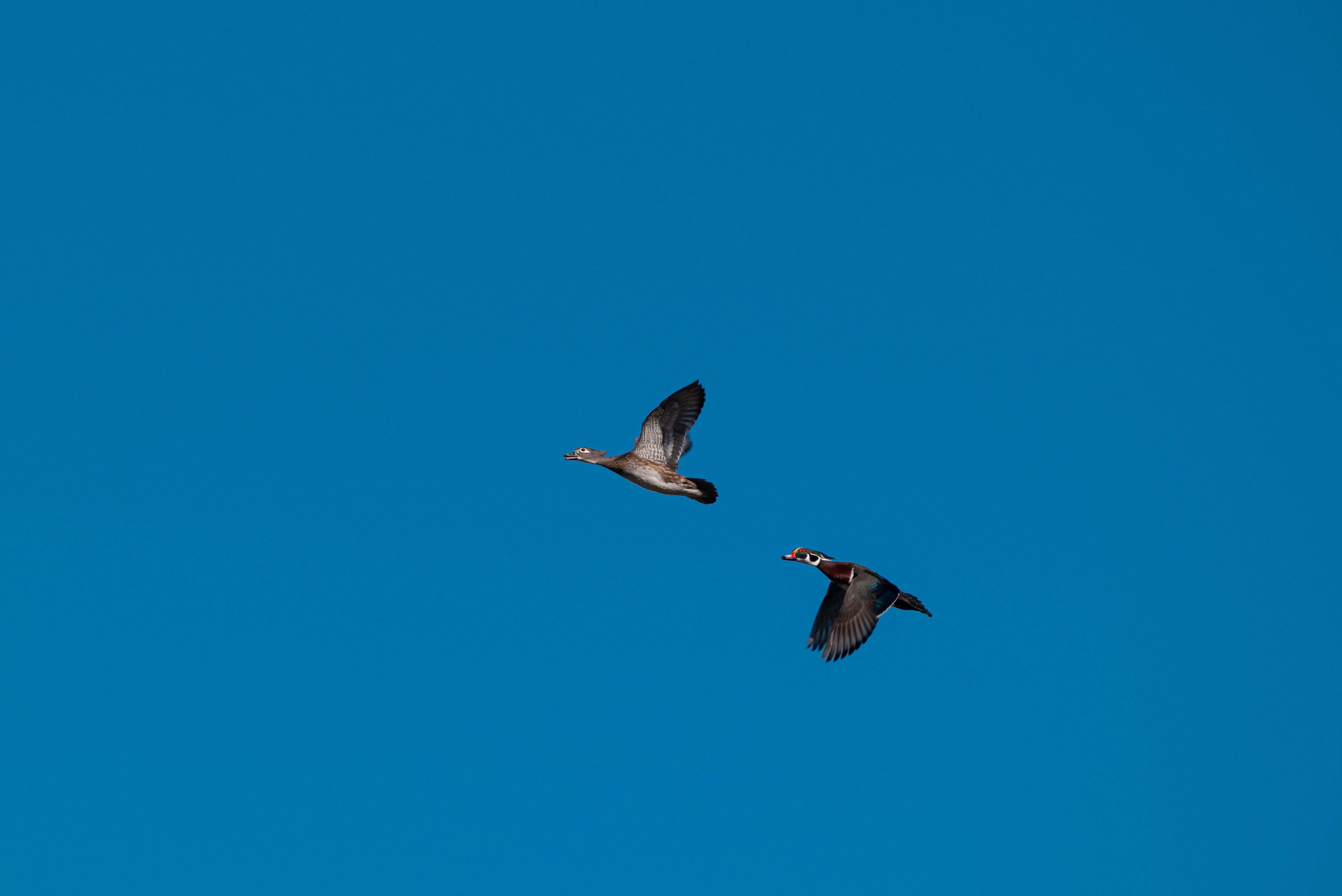 Two Flying Ducks · Free Stock Photo