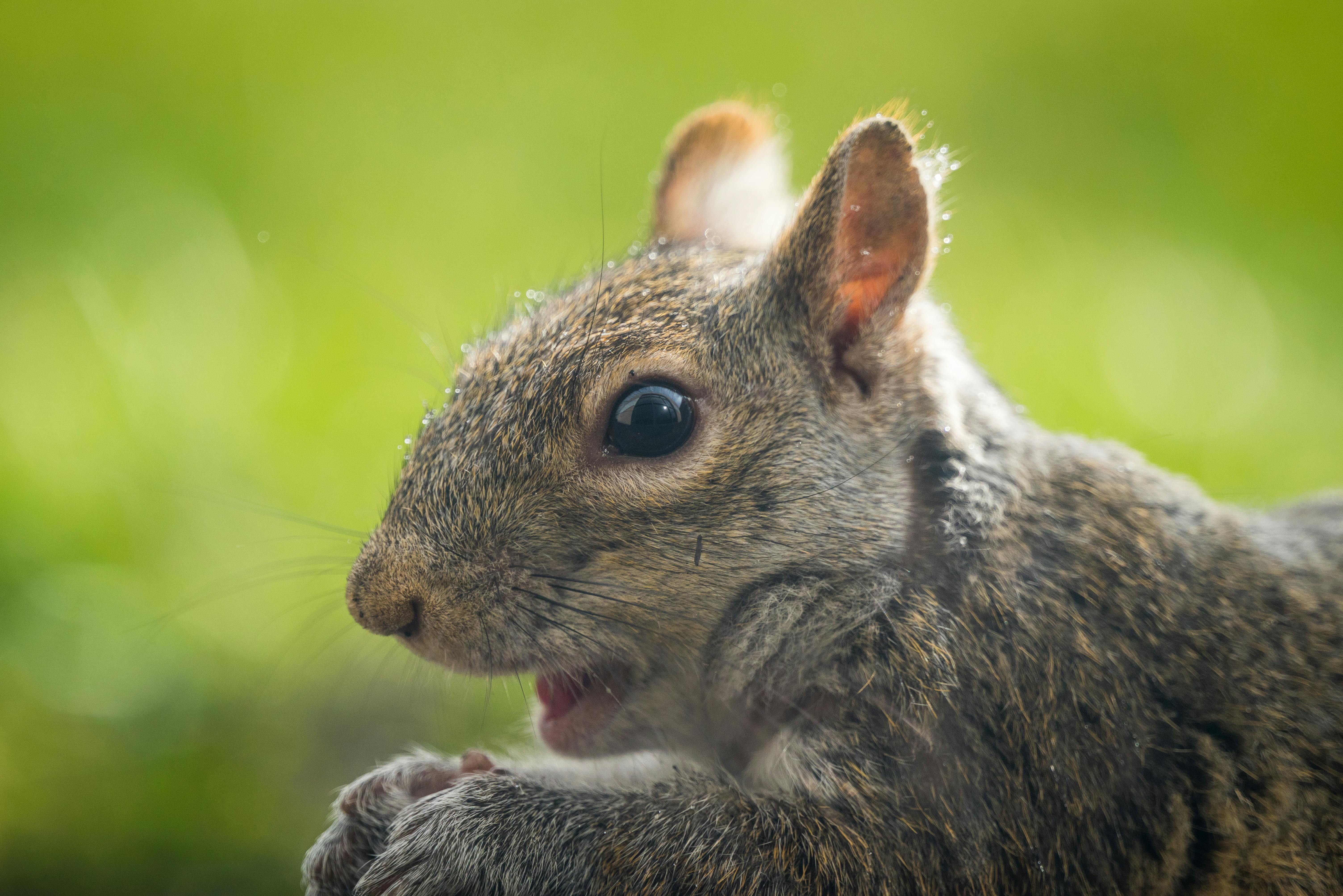 Closeup of a Forest Rodent · Free Stock Photo