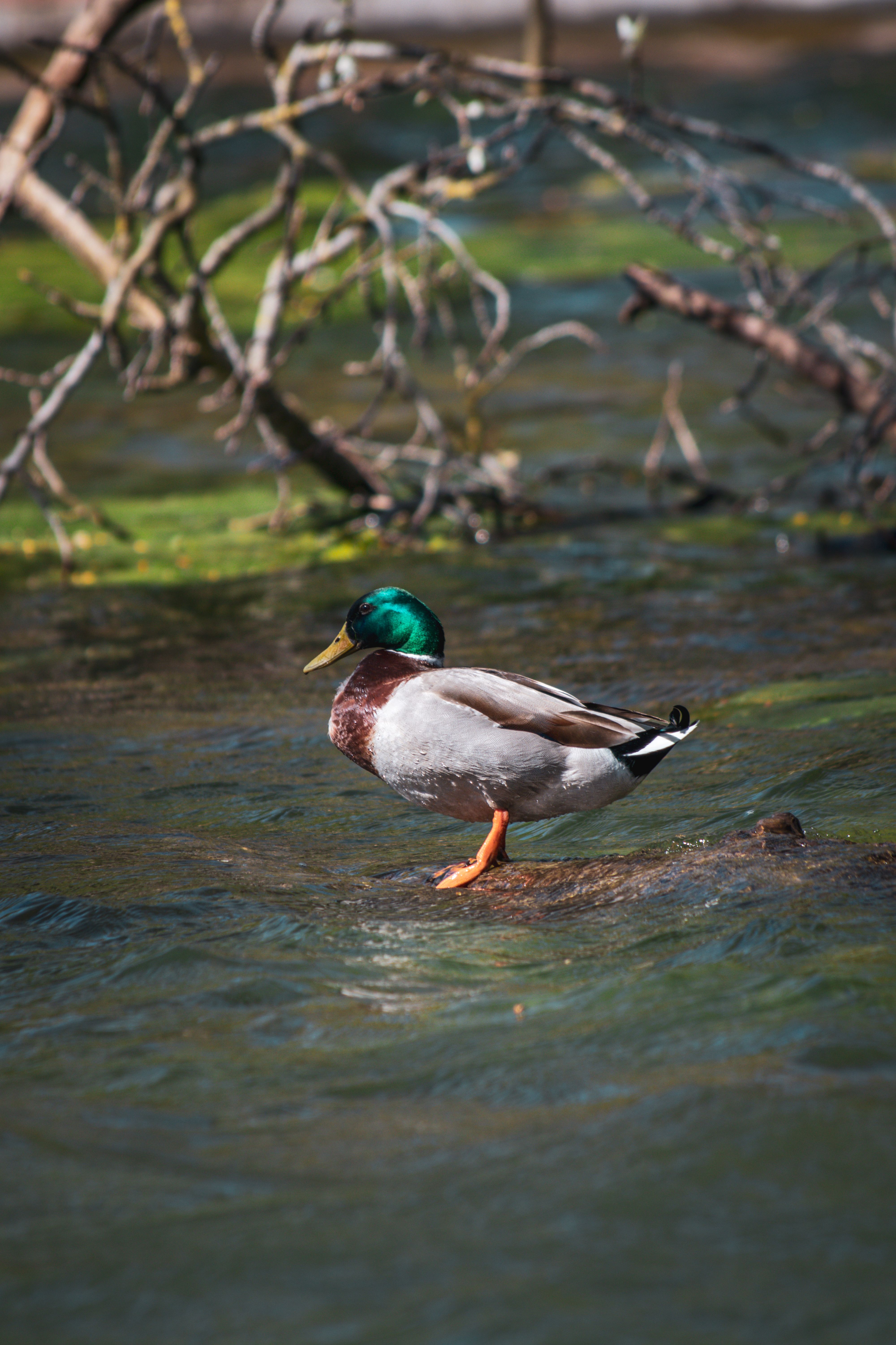 Duck Standing on a Branch in the Middle of the River · Free Stock Photo