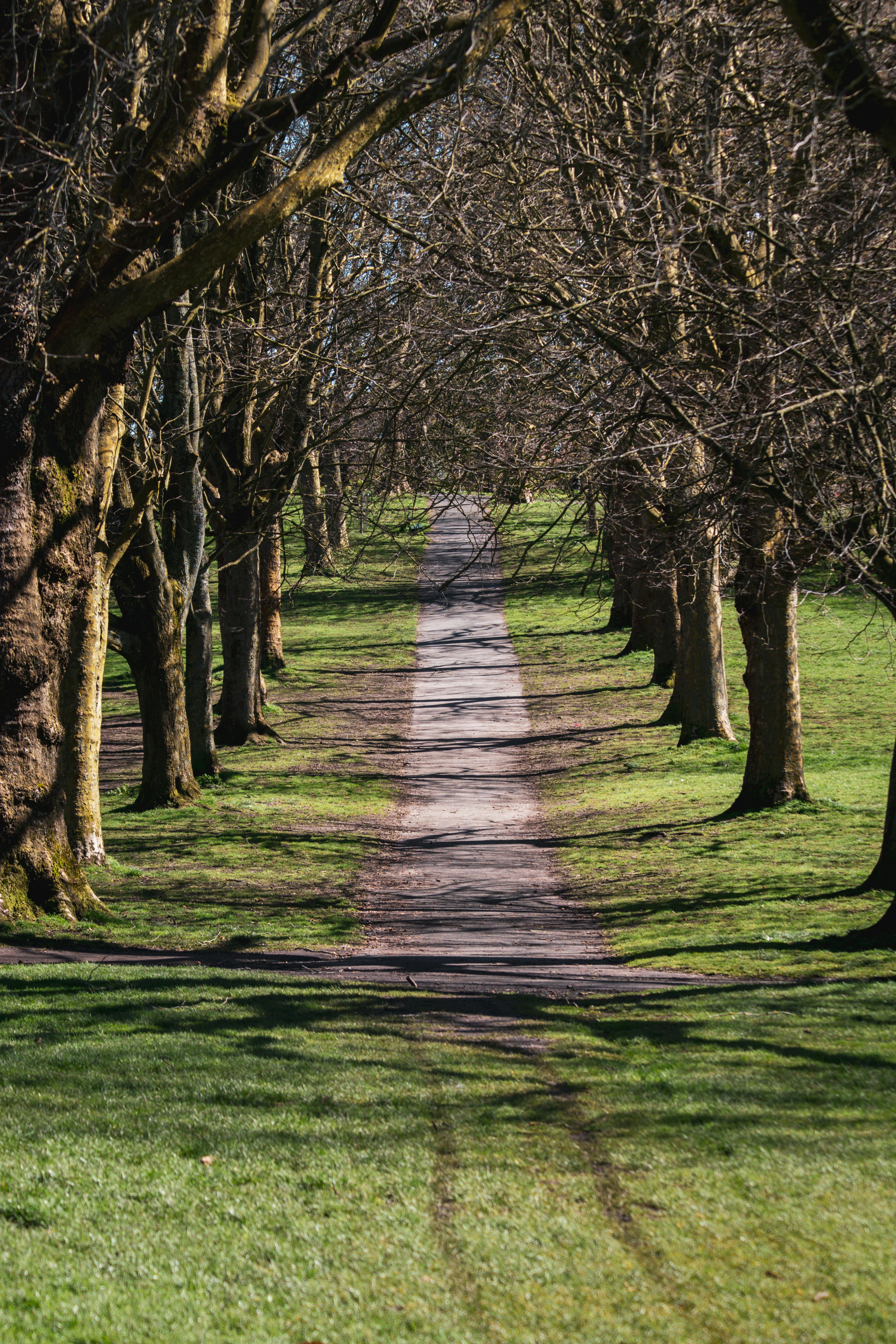 Footpath between Trees Rows · Free Stock Photo