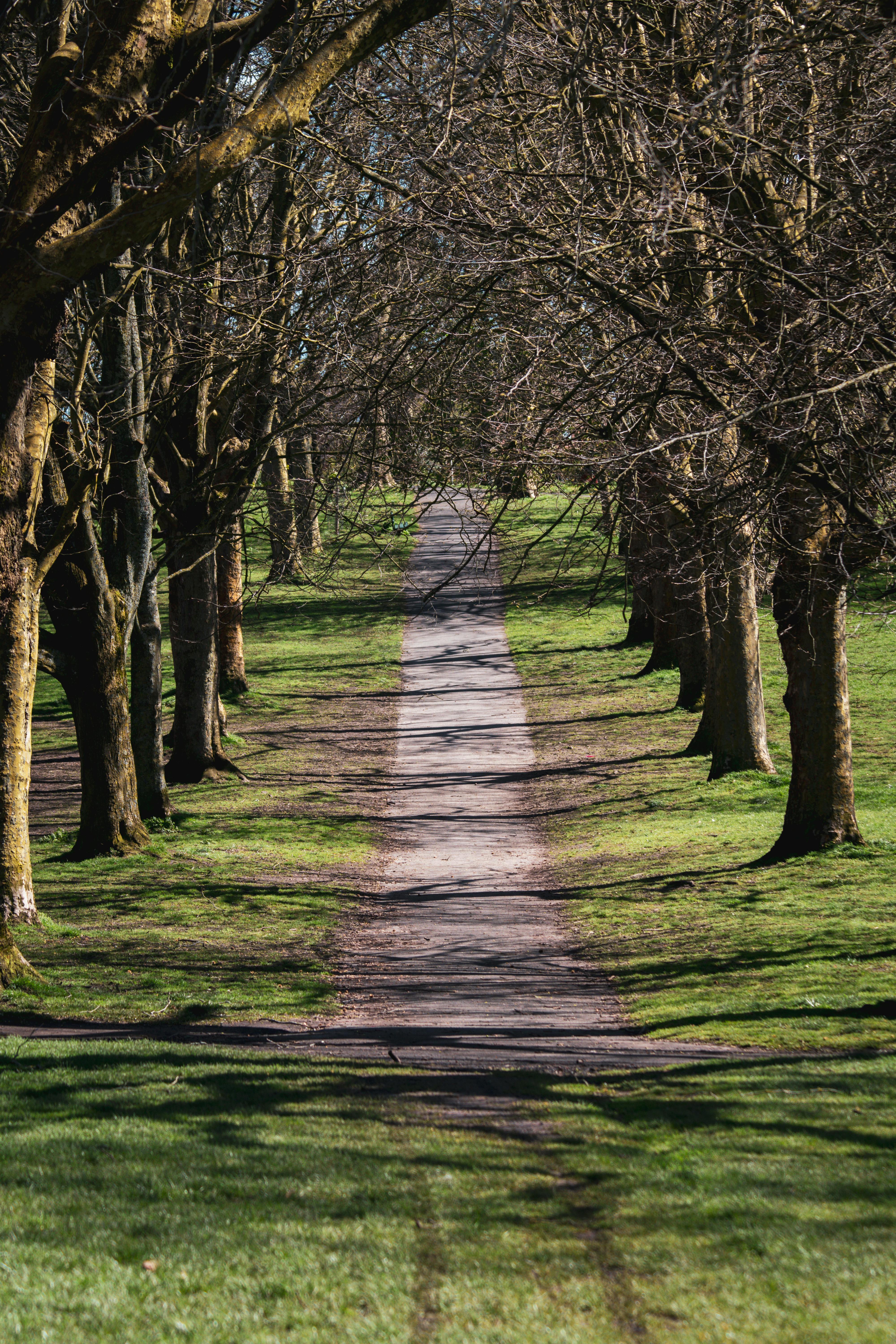 Footpath between Trees · Free Stock Photo