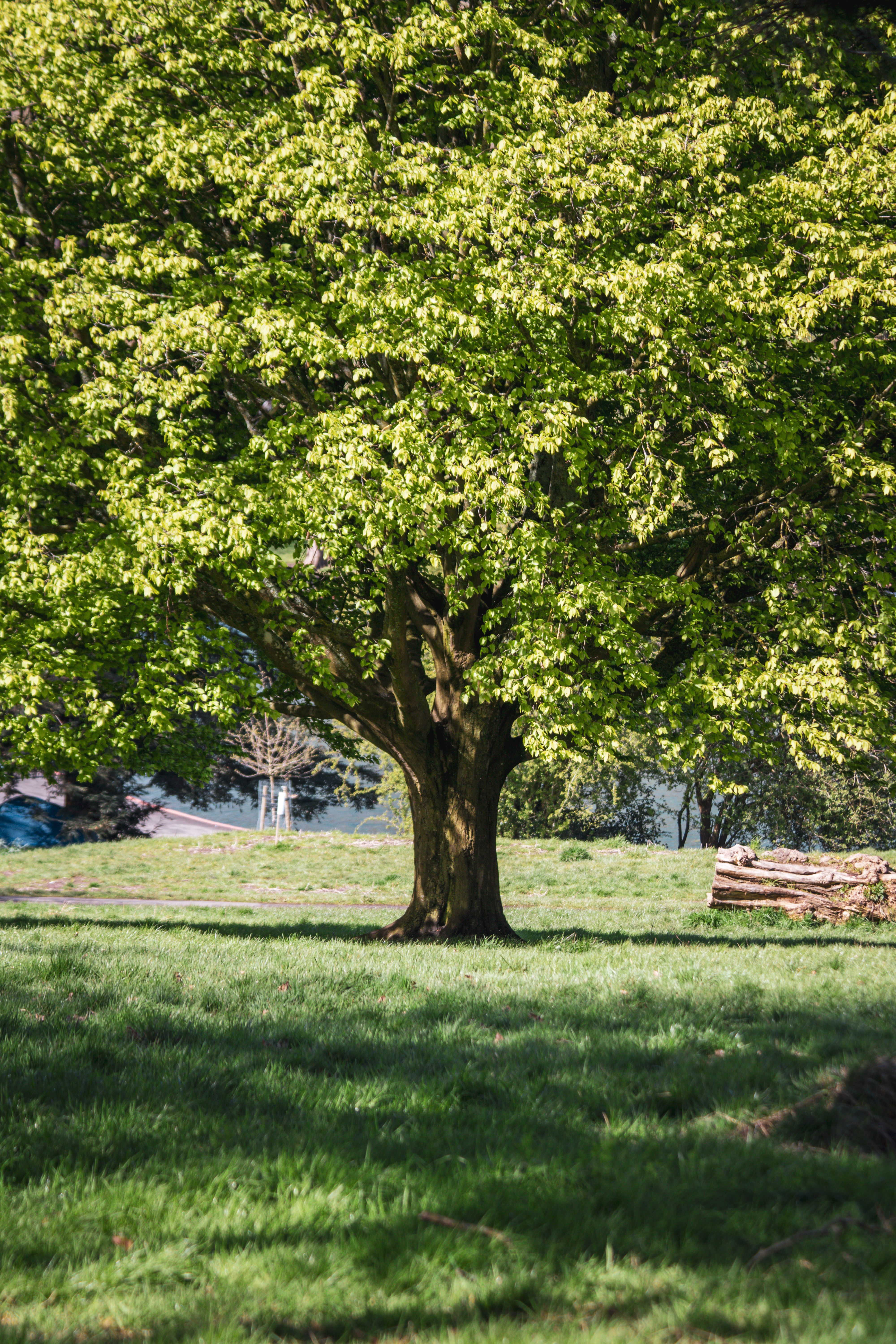 Big Solid Tree · Free Stock Photo