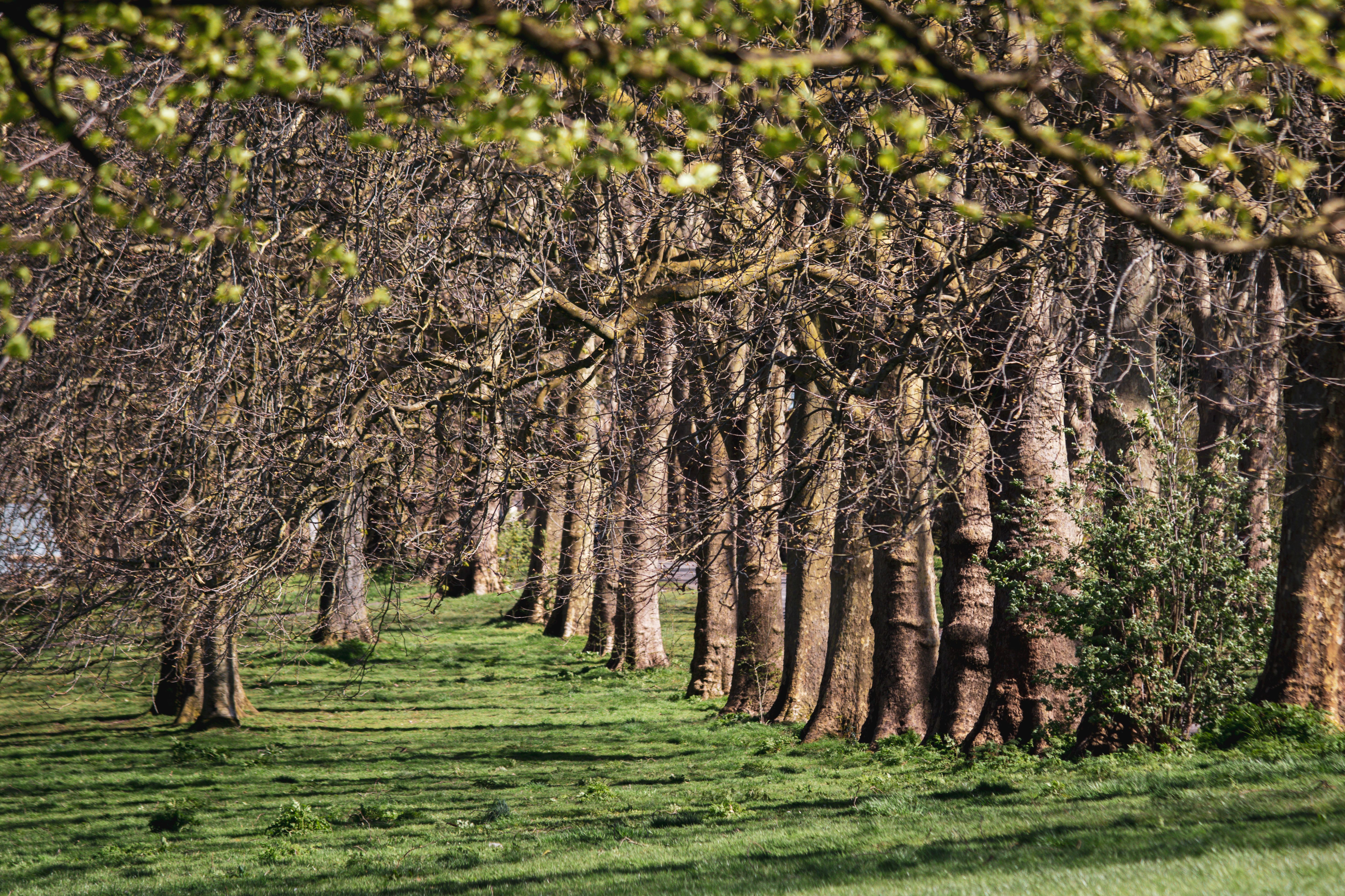 Orchard in Springtime · Free Stock Photo