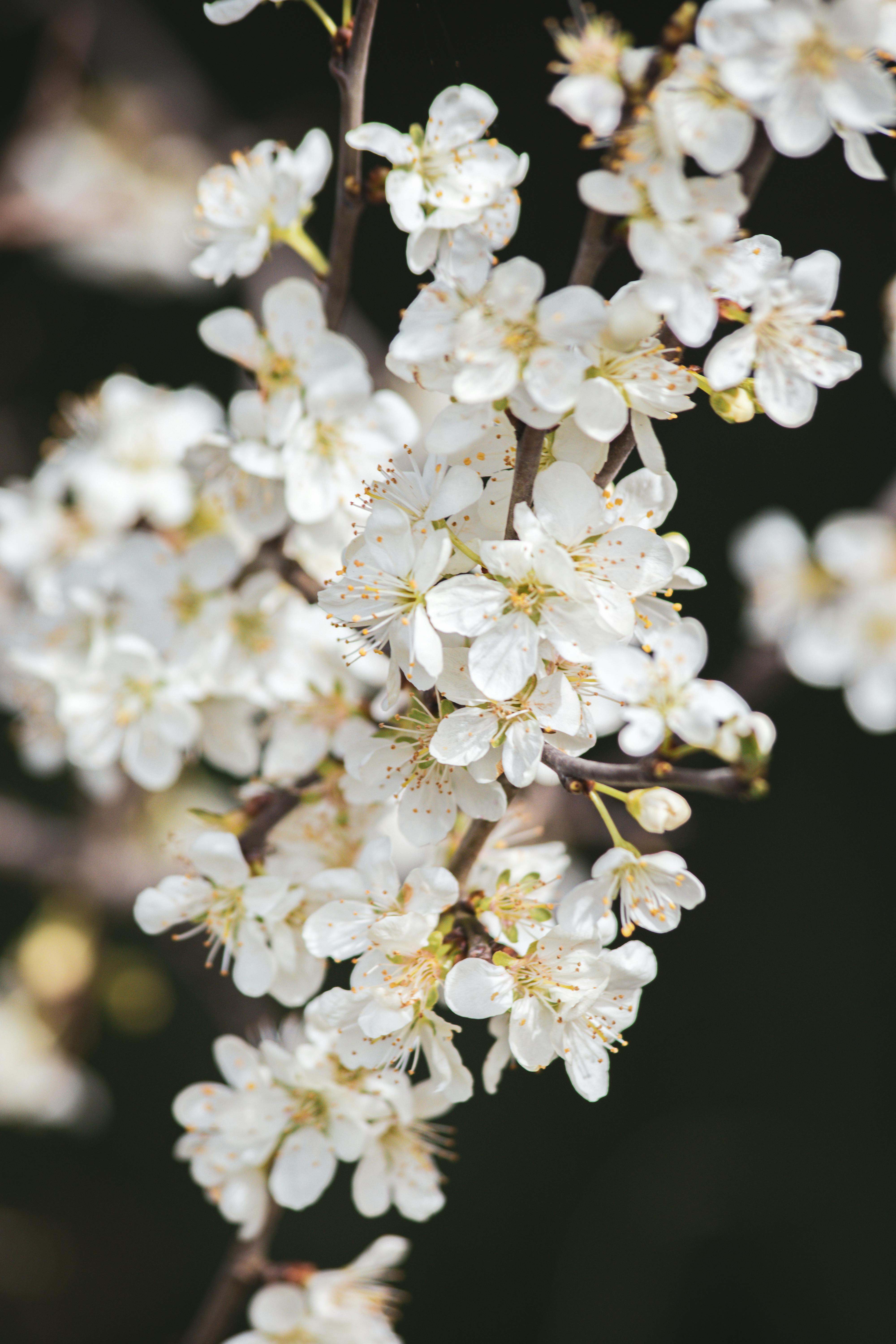 Spring White Blossoming Tree · Free Stock Photo