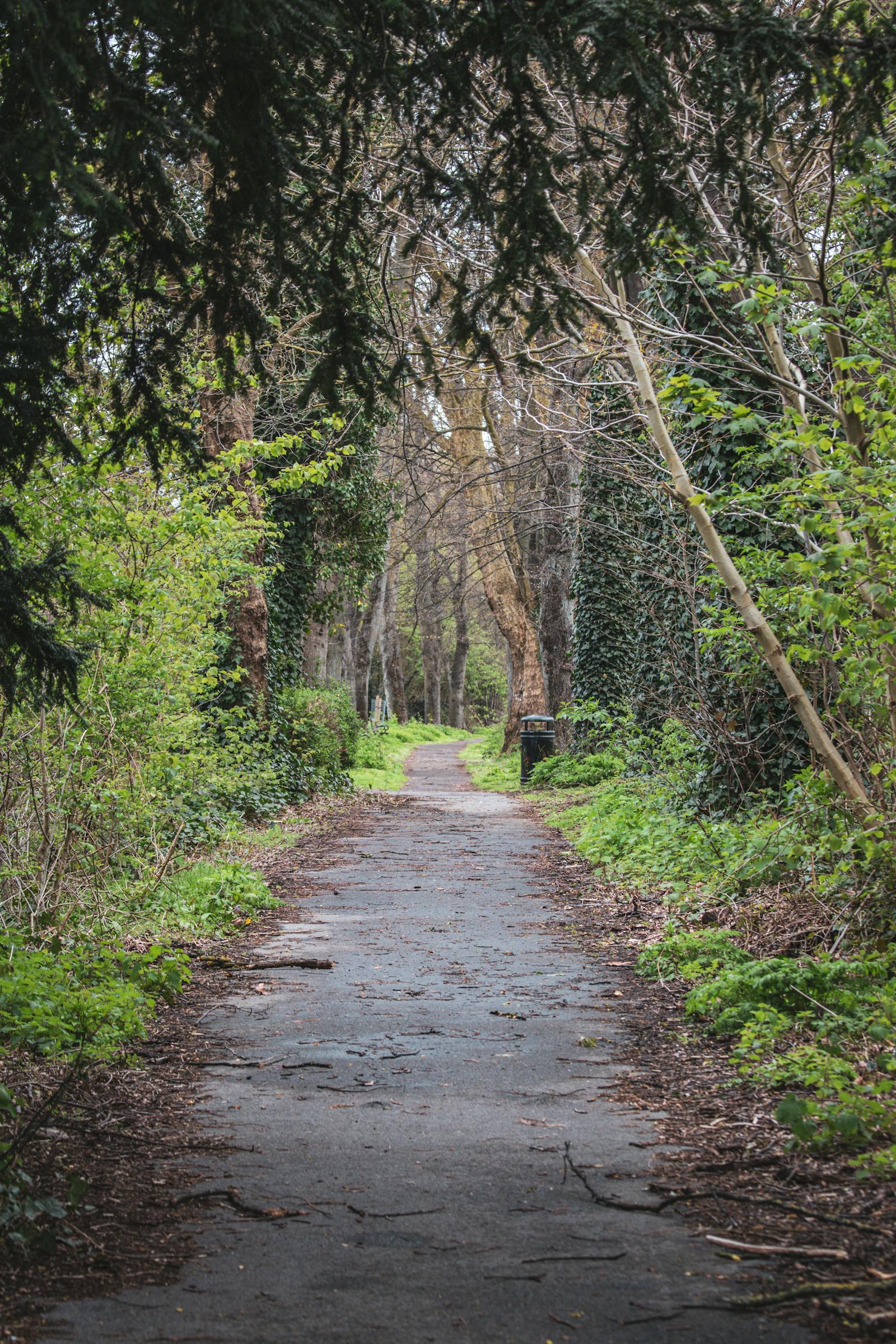 Path Through Forest Photos, Download The BEST Free Path Through Forest ...