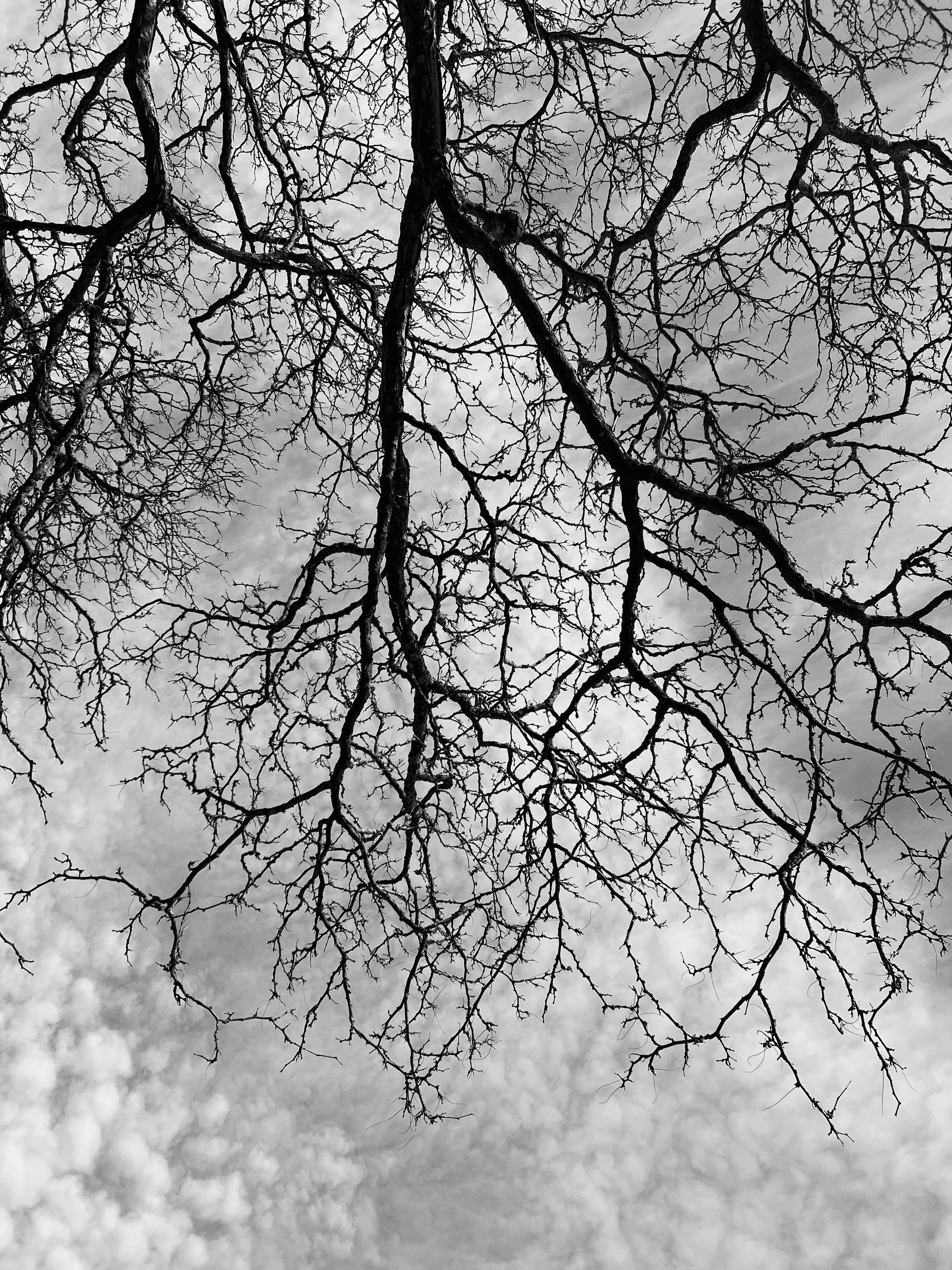 Tree Branches against the Sky · Free Stock Photo