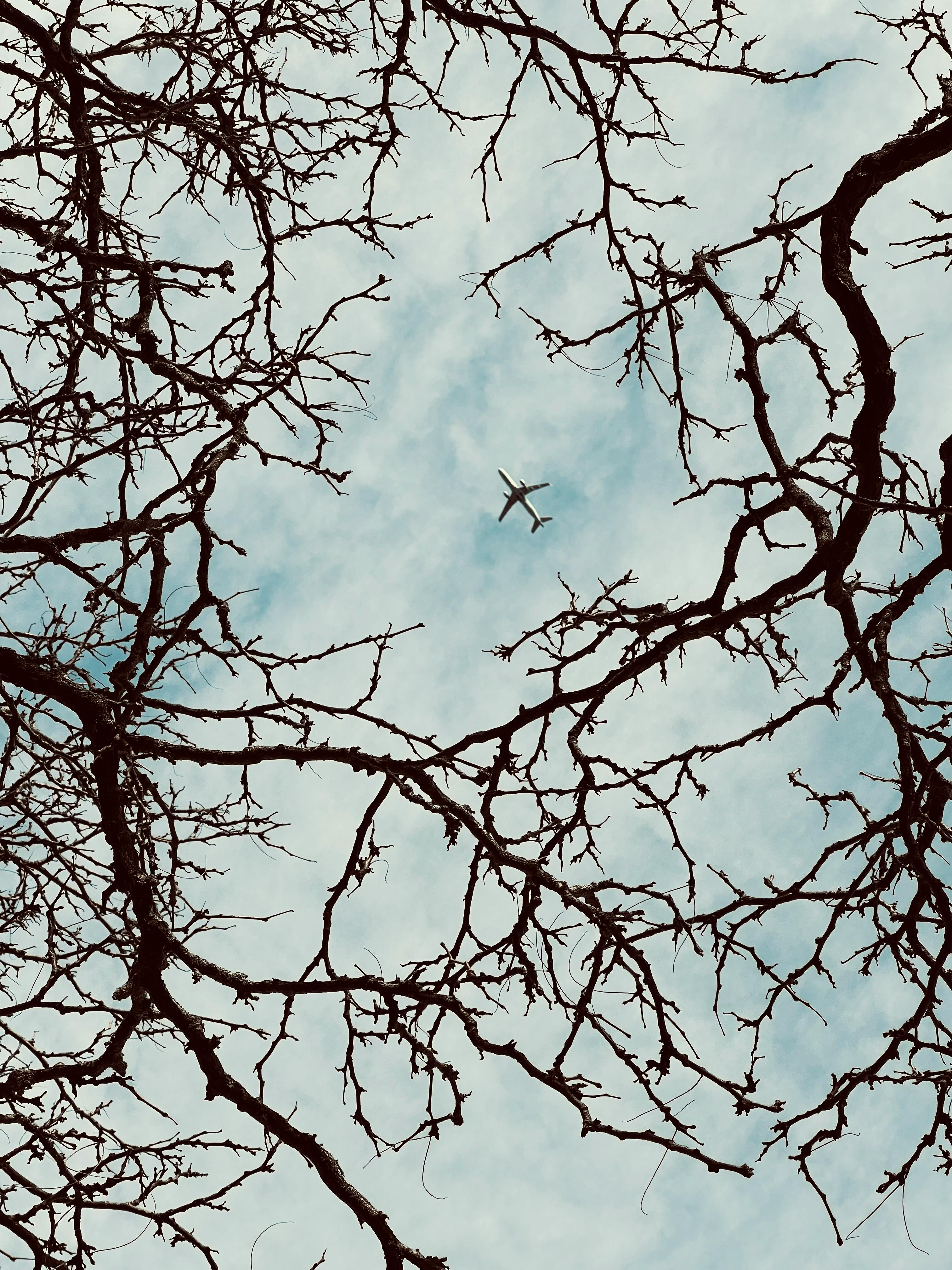 Tree Branches and a Flying Airplane · Free Stock Photo