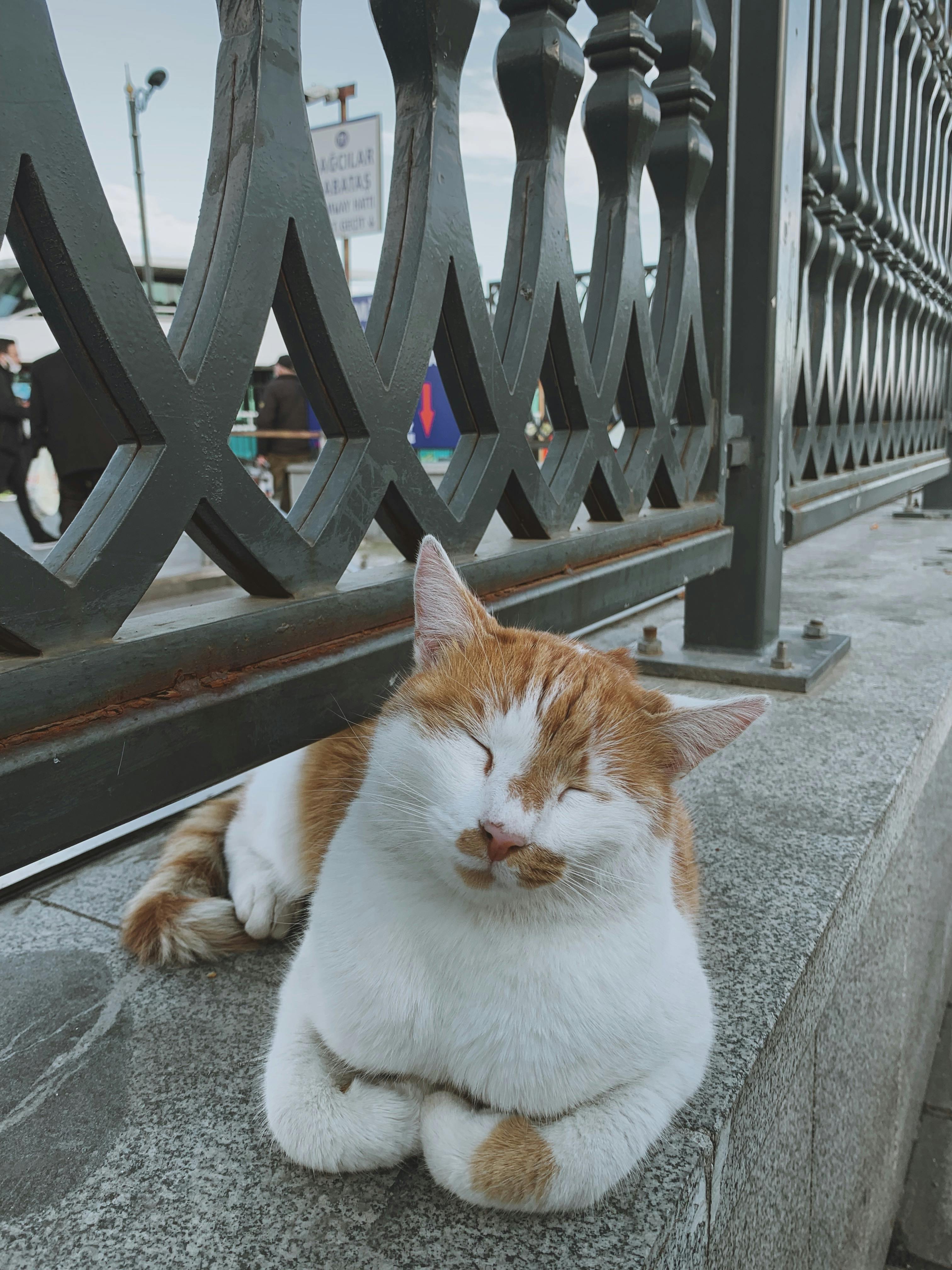 Gap In Railing Photos, Download The BEST Free Gap In Railing Stock ...