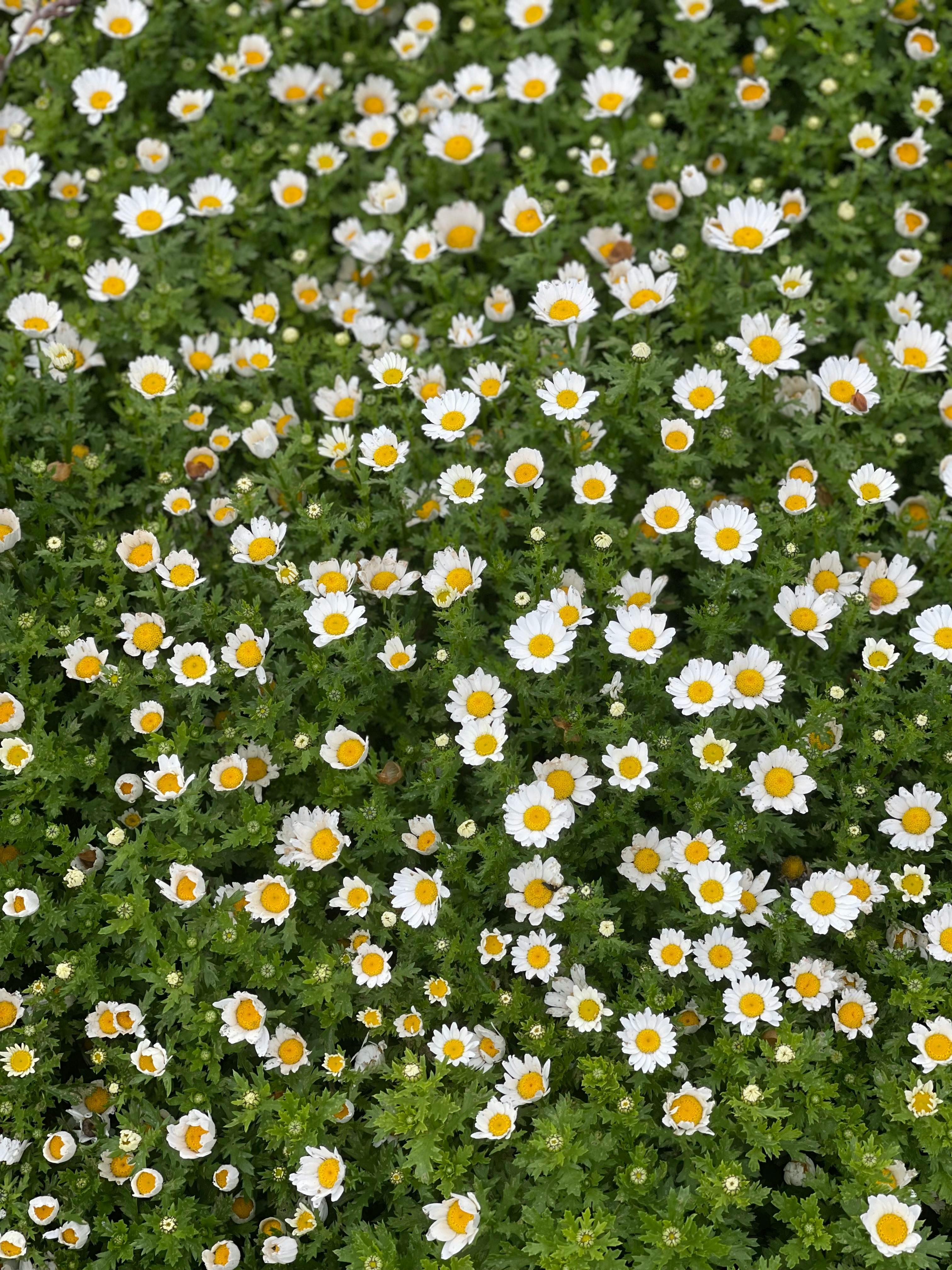 Photo of Chamomile Flowers · Free Stock Photo
