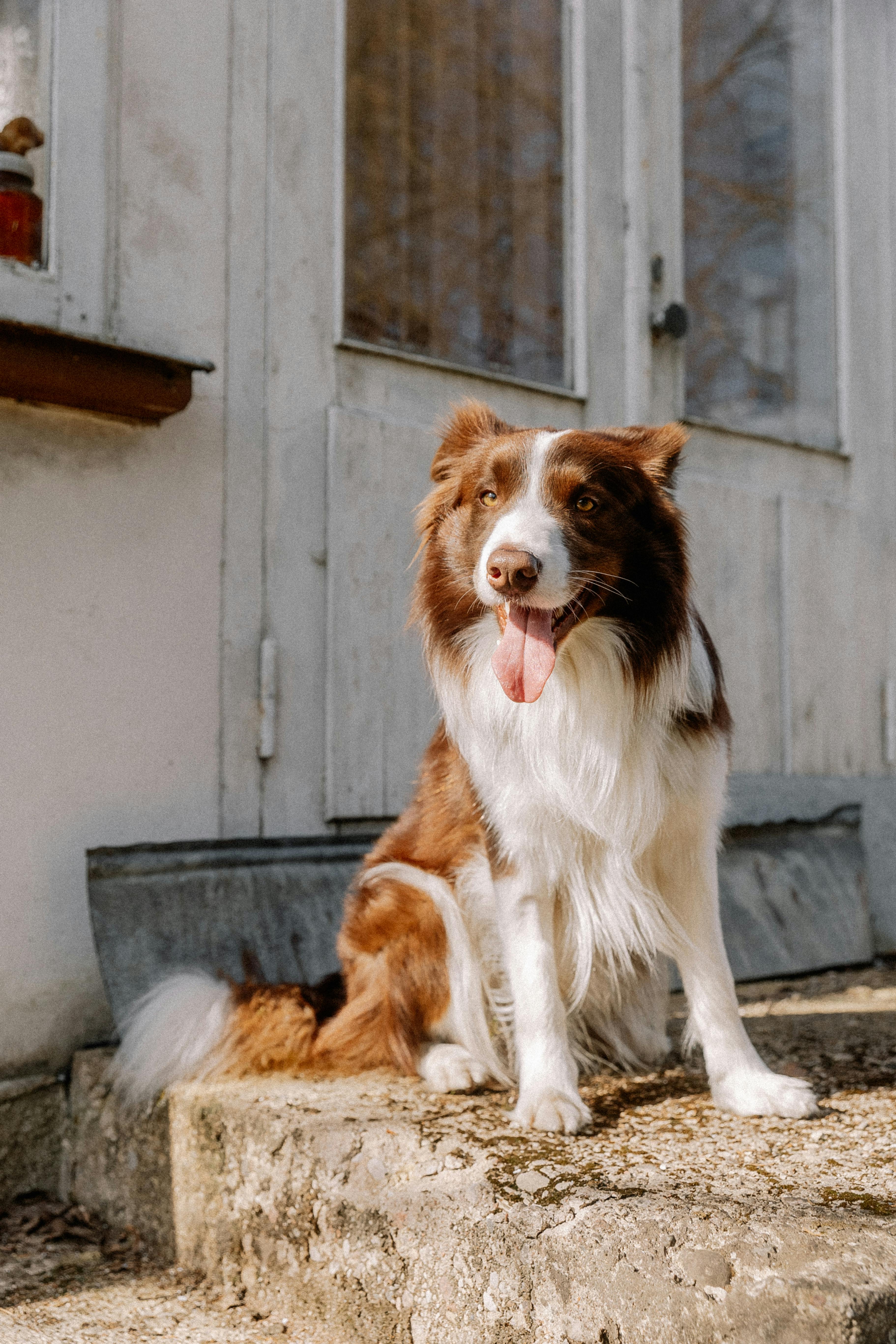 A Border Collie Sitting on Steps Outdoors · Free Stock Photo