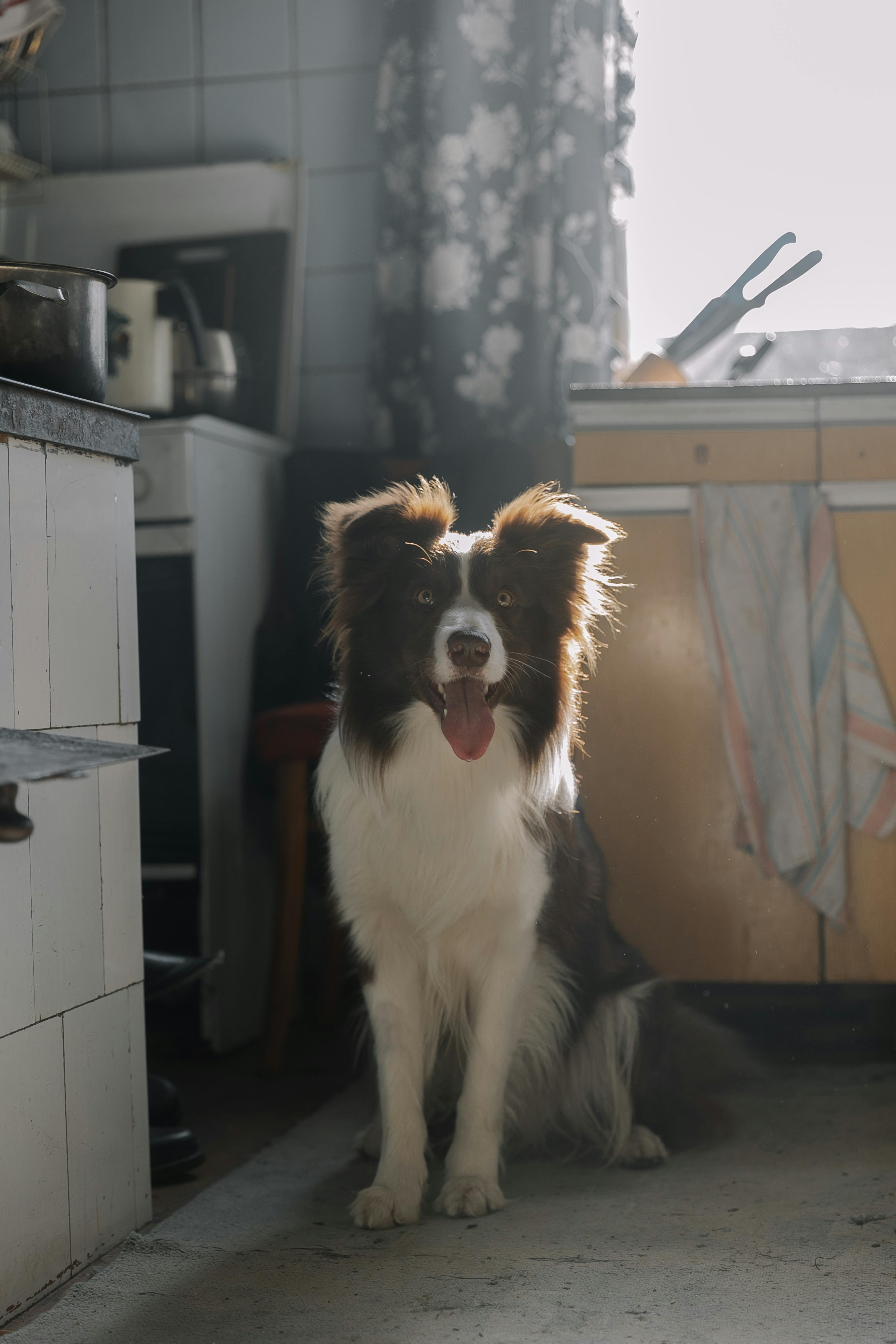 A Border Collie Dog in the Kitchen · Free Stock Photo