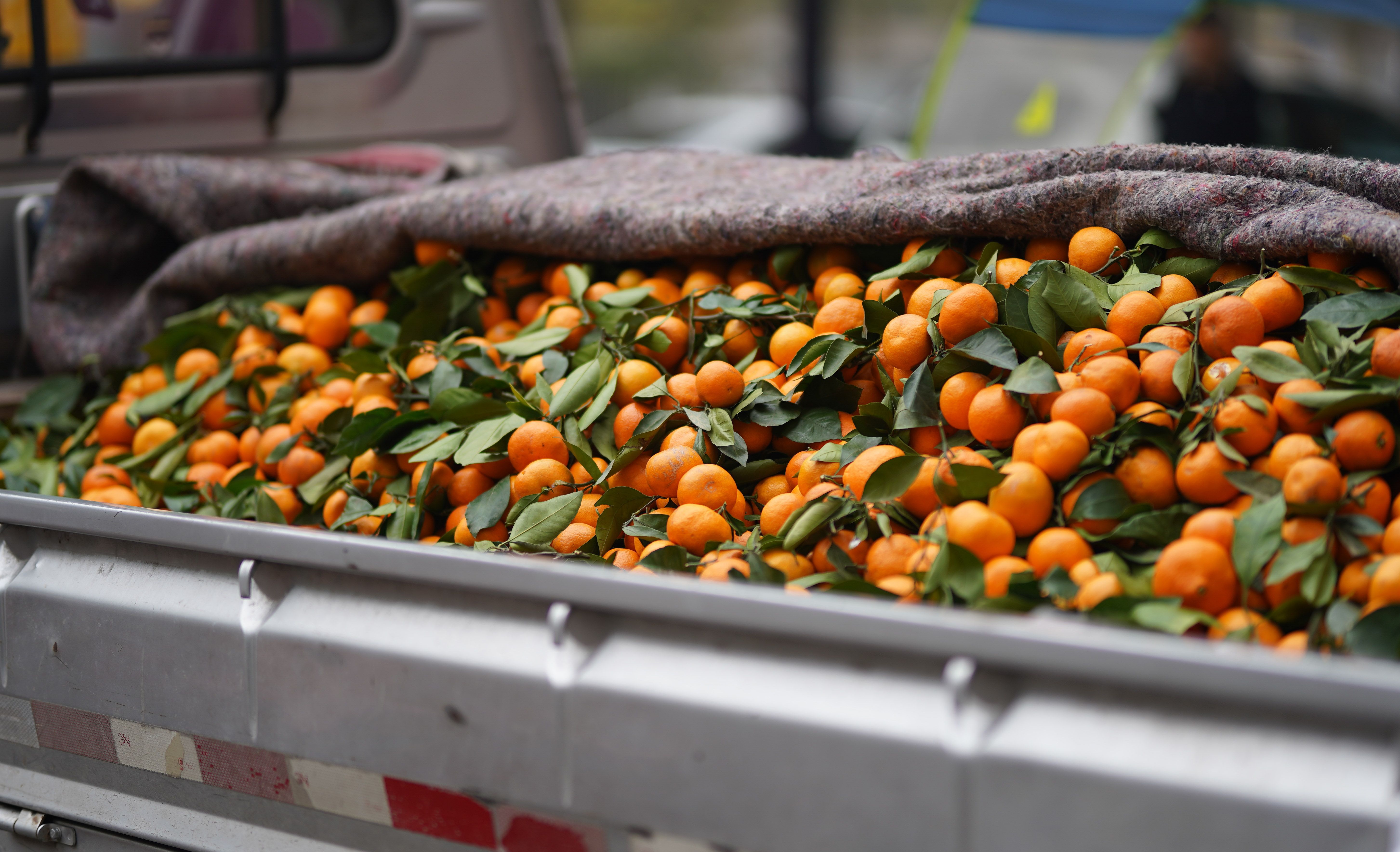 Bunch of Orange Fruit · Free Stock Photo