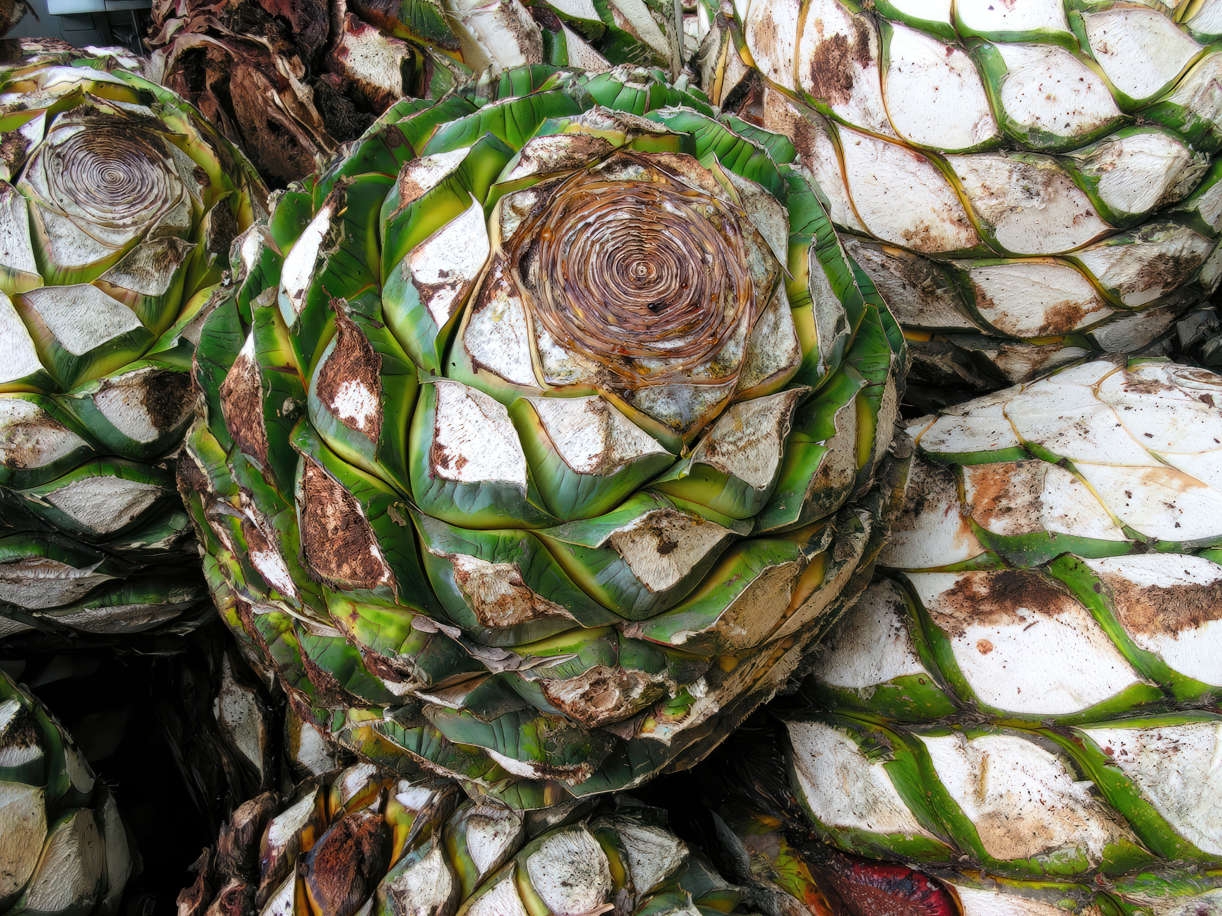 Foto de stock gratuita sobre agave, agave azul, agave azul de weber ...