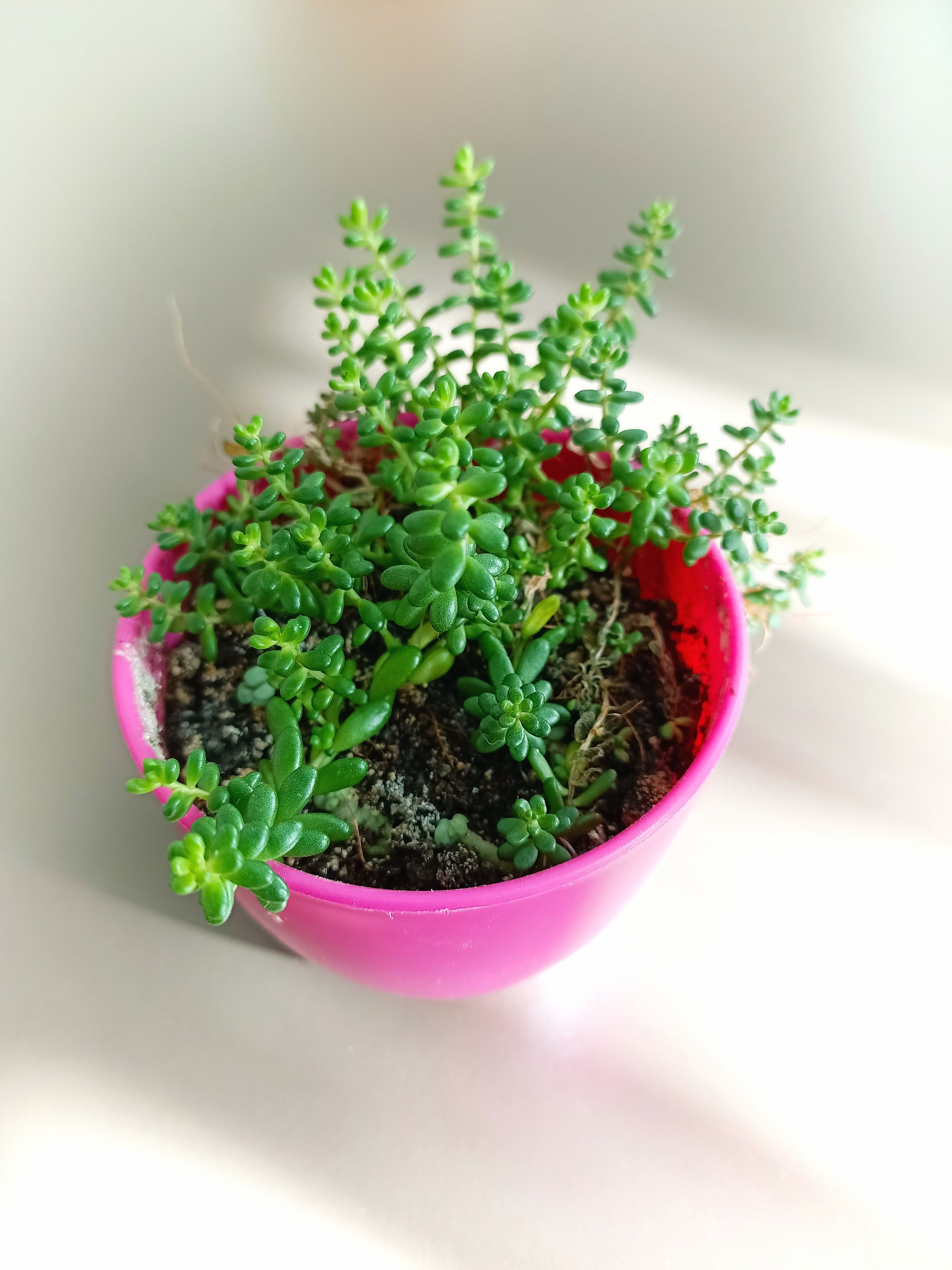 Small Planting System Photos, Download The BEST Free Small Planting ...