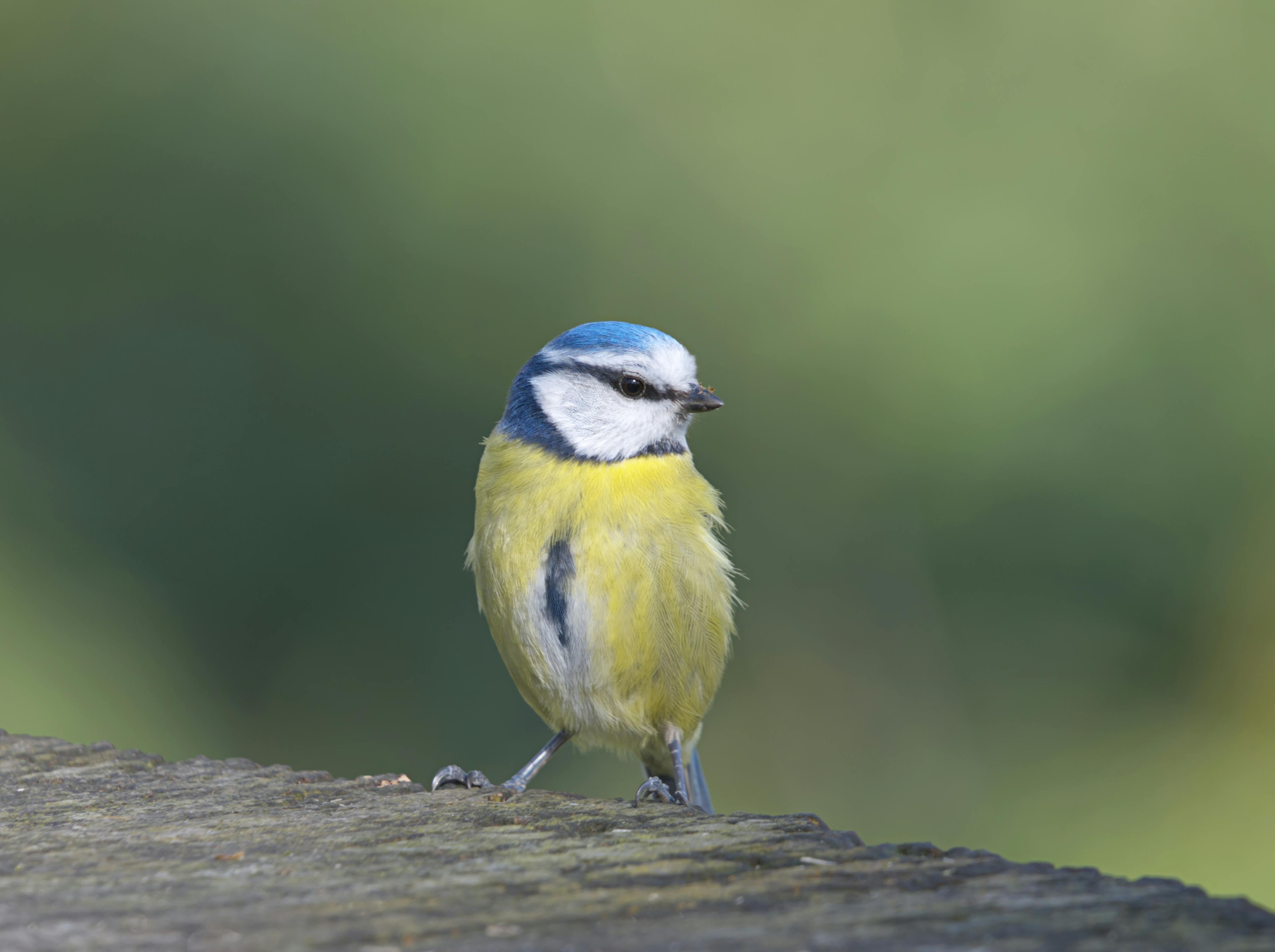 Close-Up Photo of Blue Bird Perched On Branch · Free Stock Photo