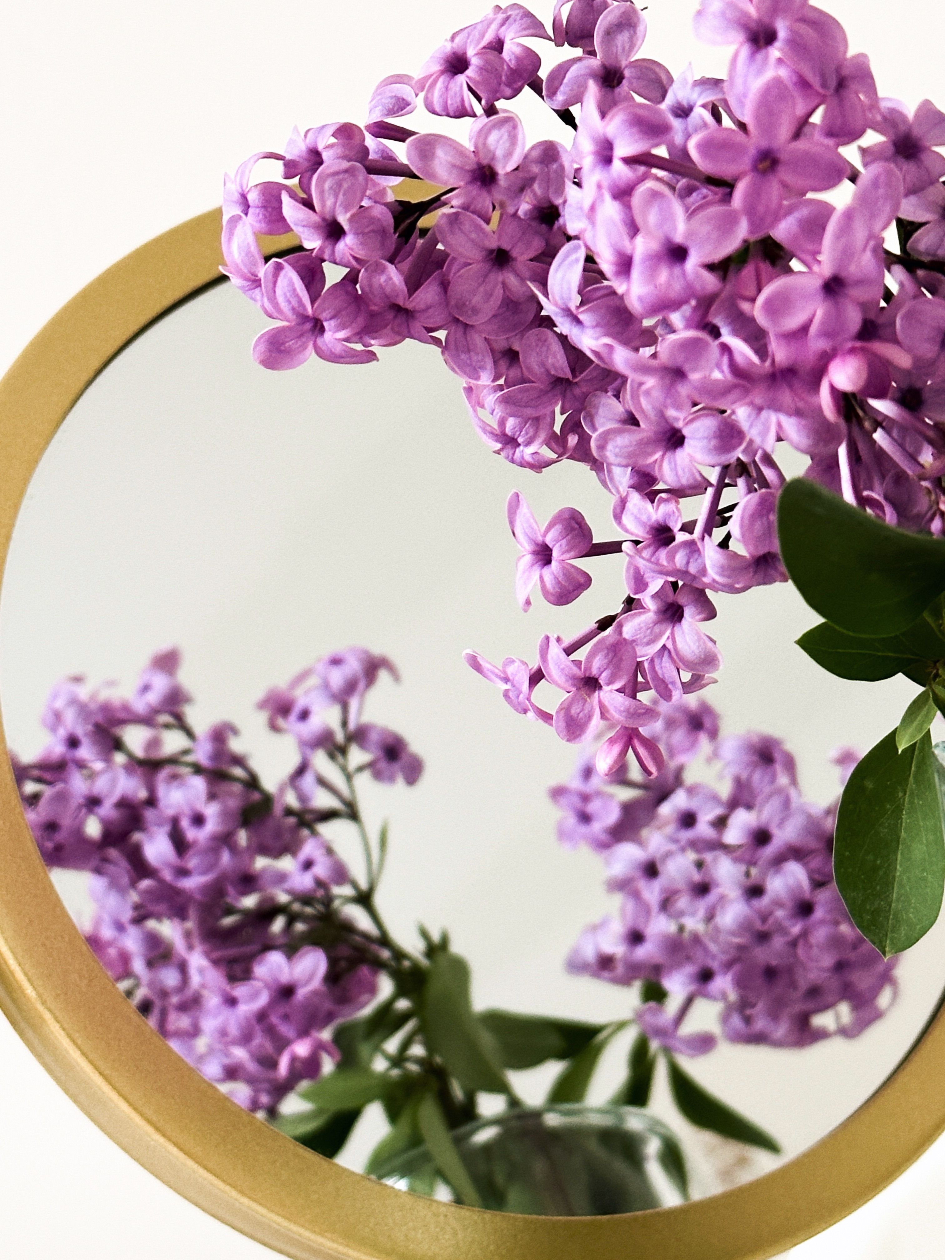Lilac Blossom Reflected in a Round Mirror · Free Stock Photo