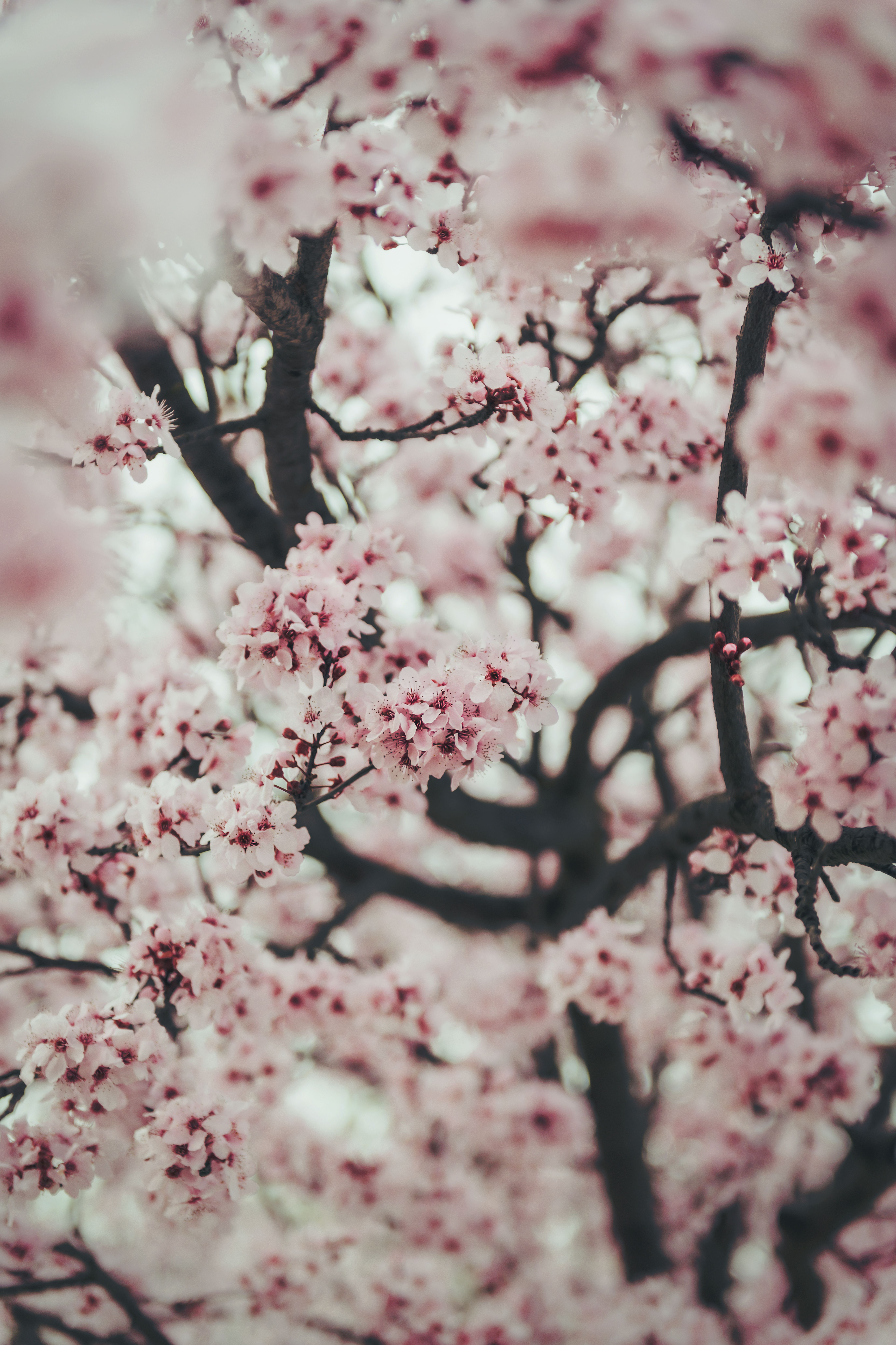 Close-up of a Cherry Tree in Spring · Free Stock Photo