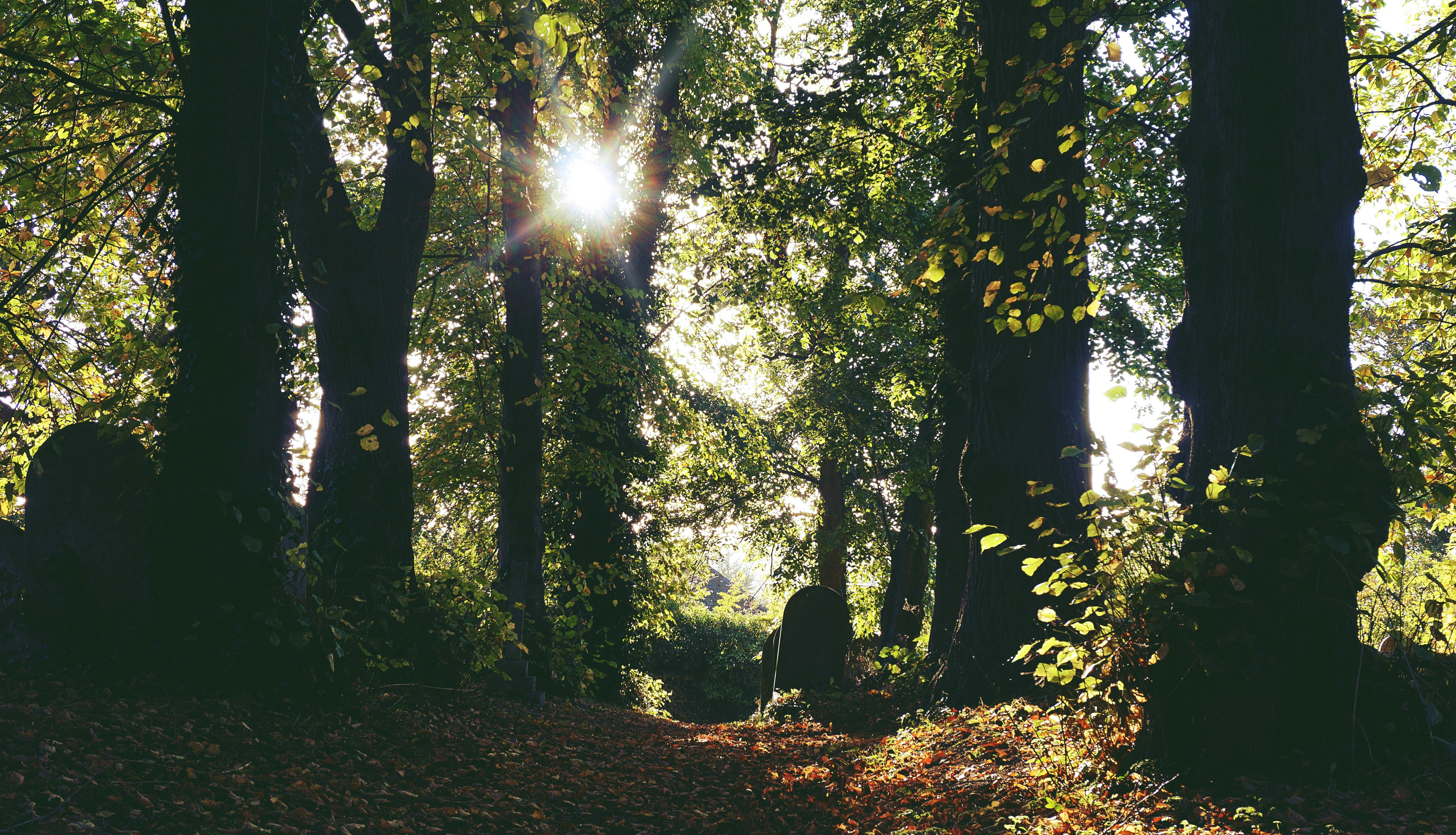 Green Trees Under Sunlight · Free Stock Photo