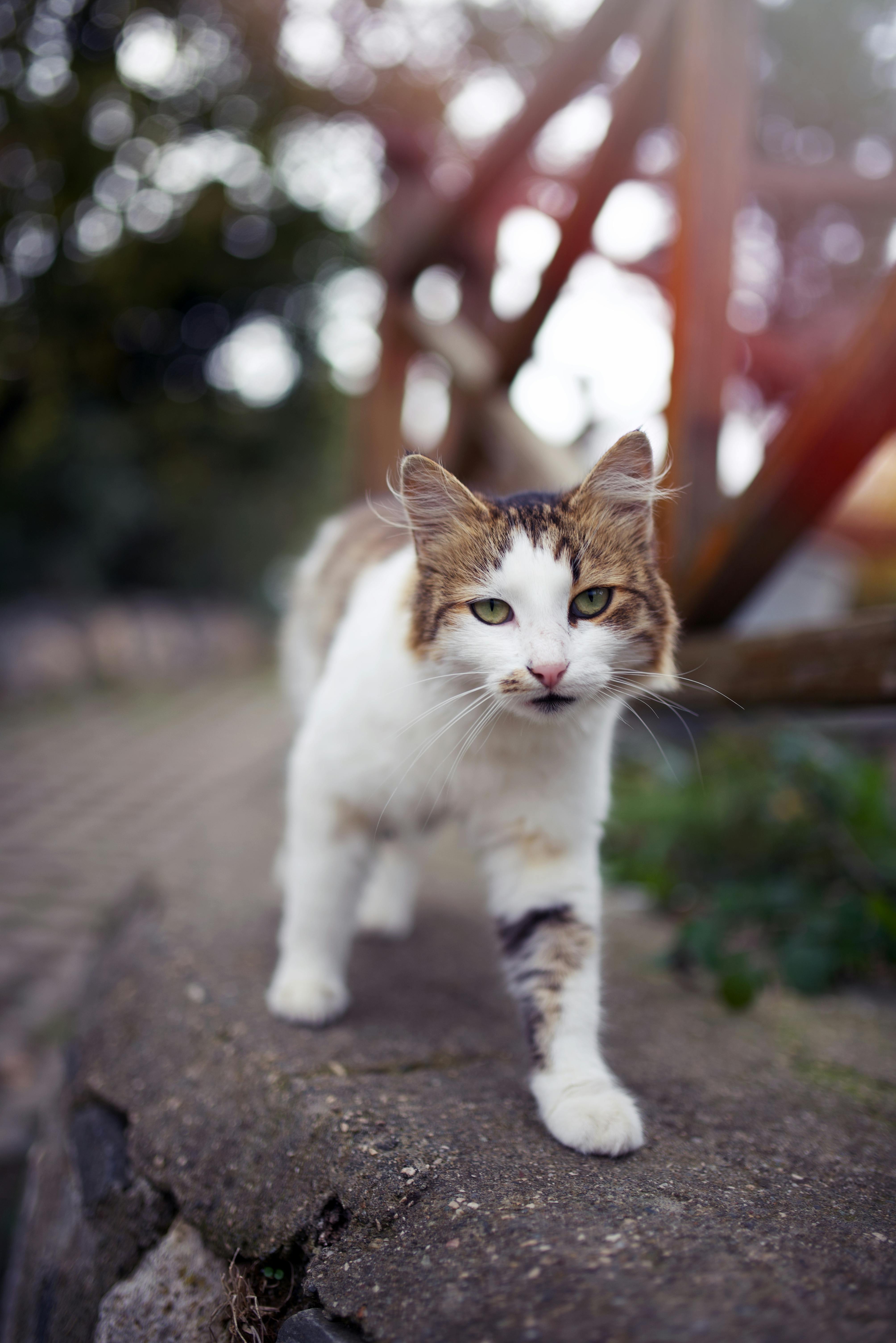 Brown And White Cat · Free Stock Photo