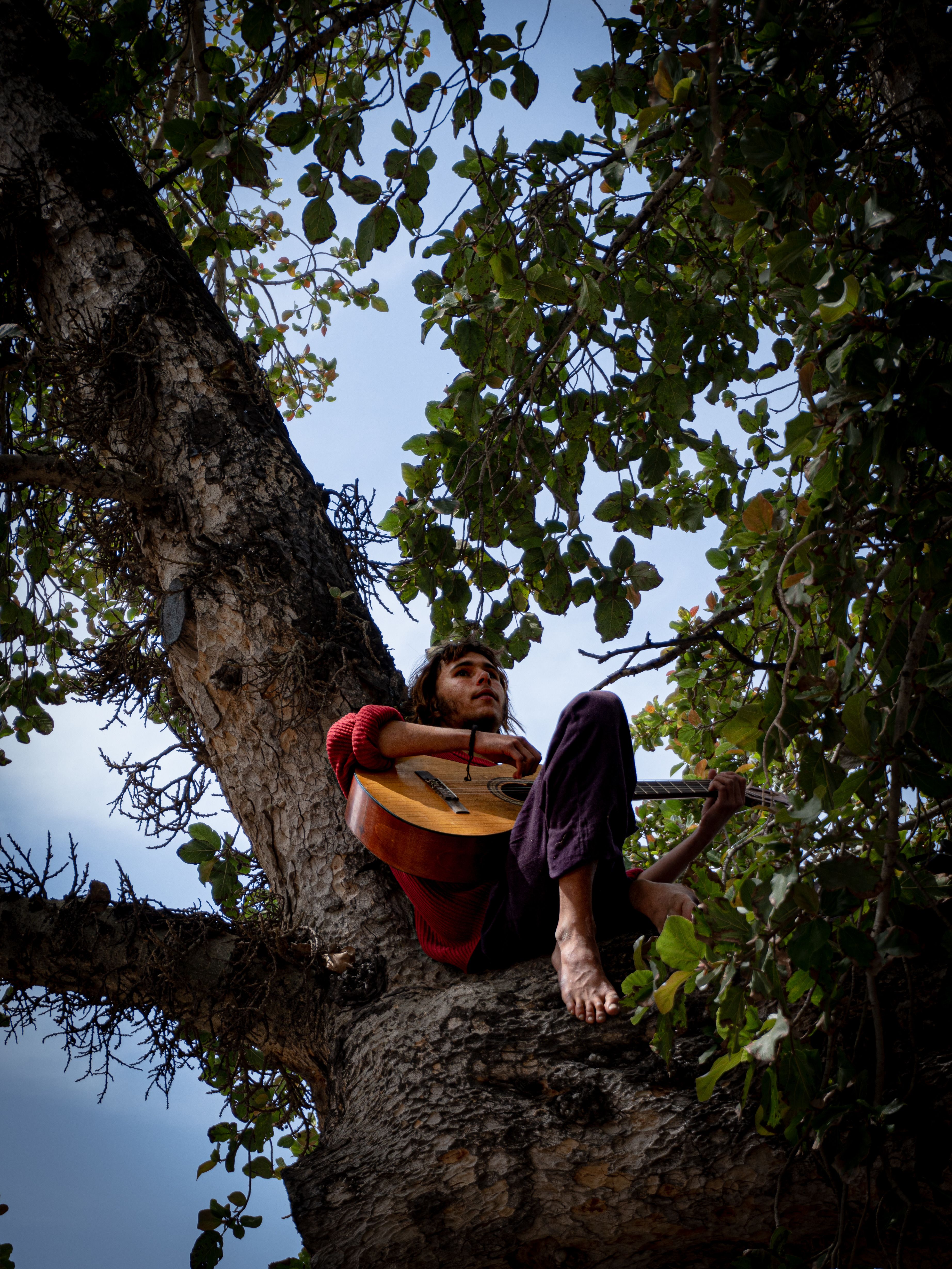 Man Playing on Guitar on a Tree · Free Stock Photo