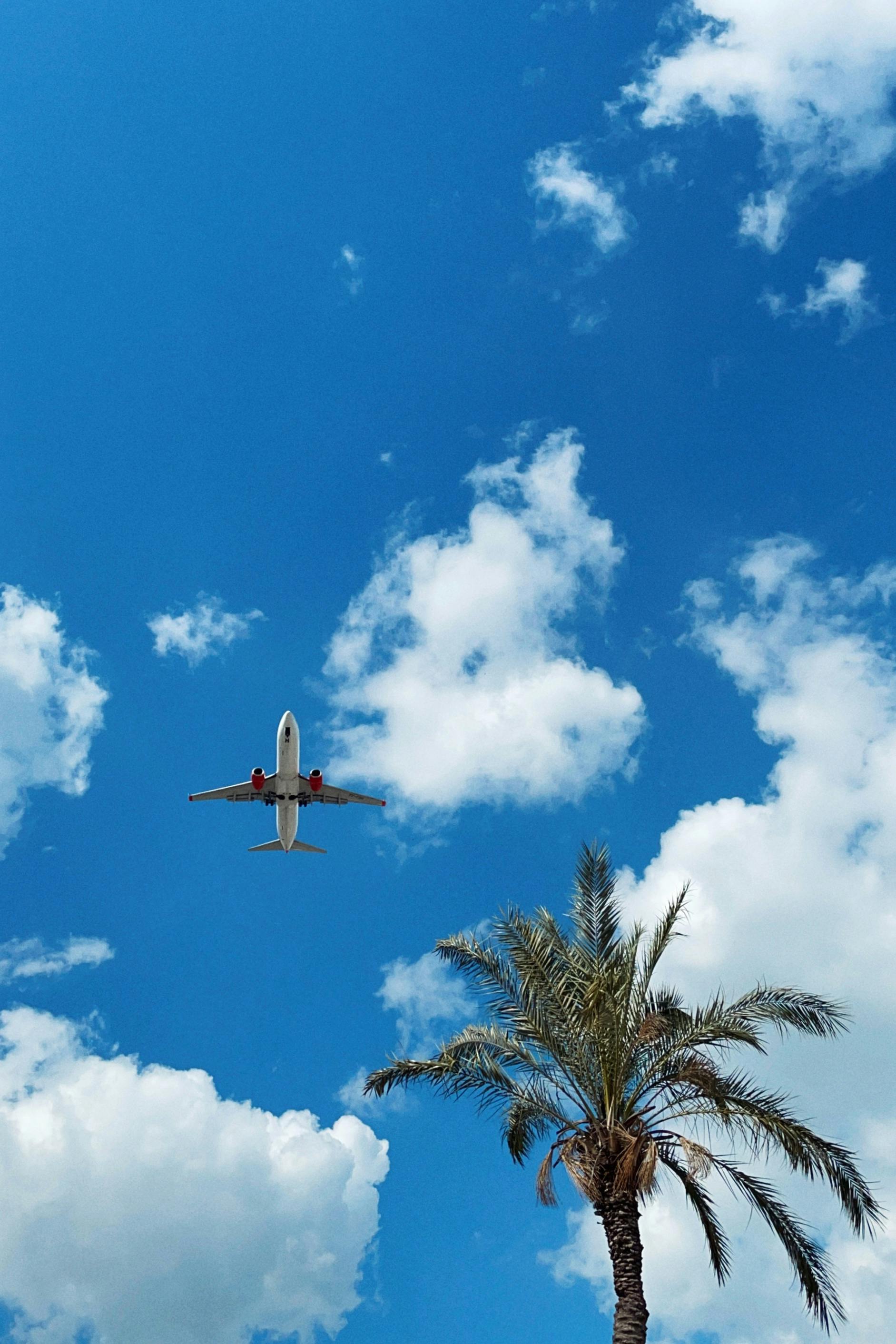 Airplane Flying over Palm Tree · Free Stock Photo