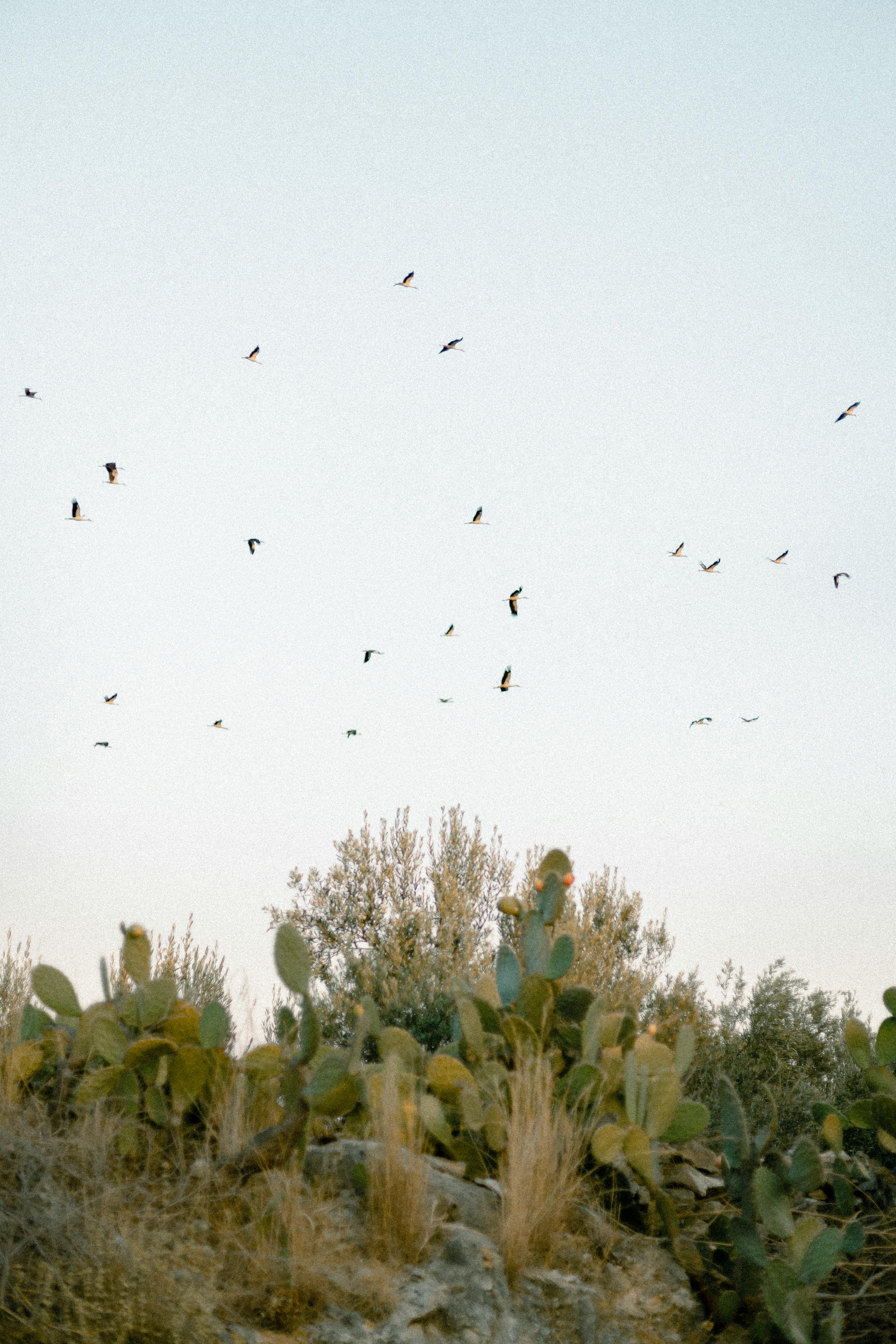 Birds Flying over Cactus Plants · Free Stock Photo