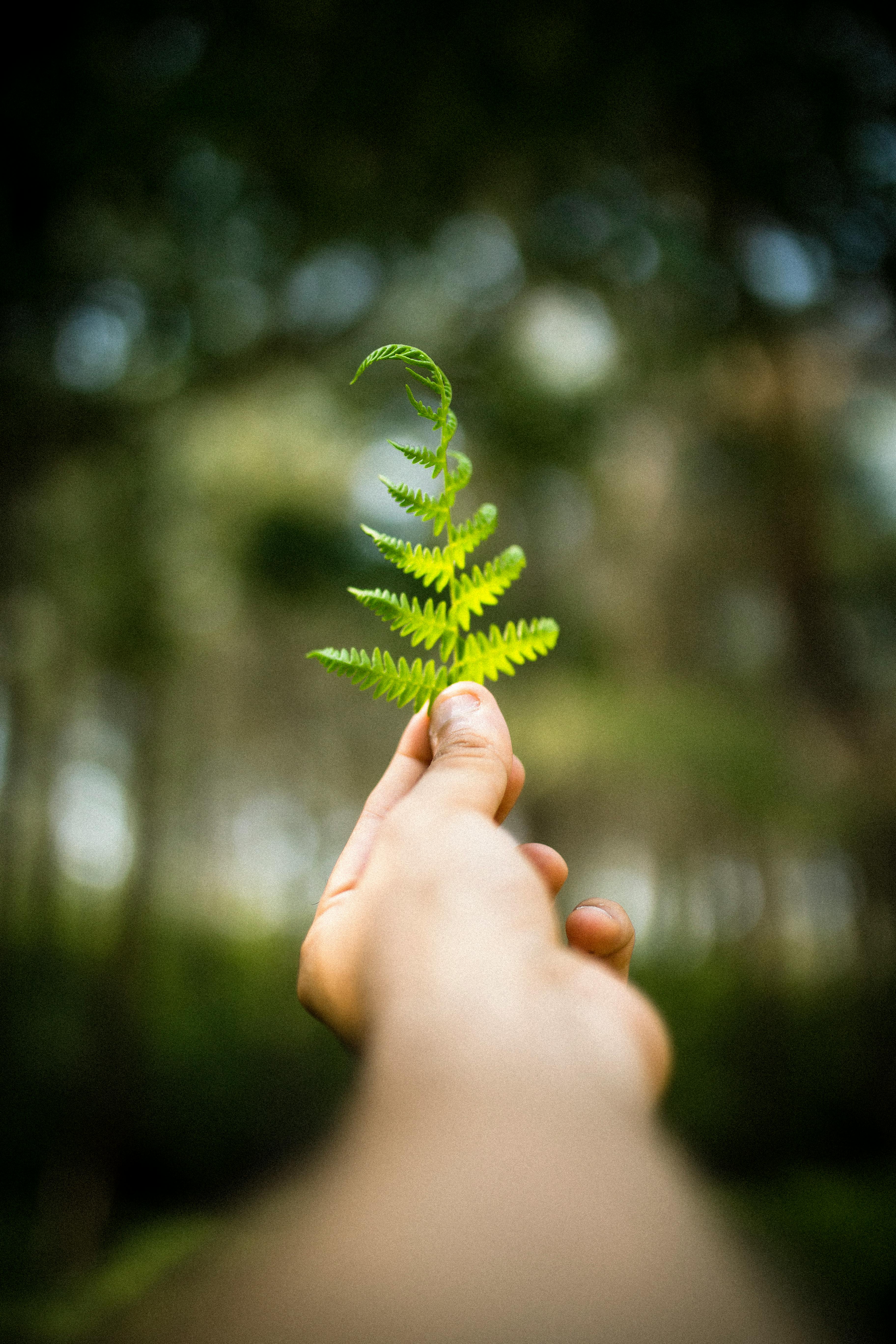 Hand Holding Leaves · Free Stock Photo