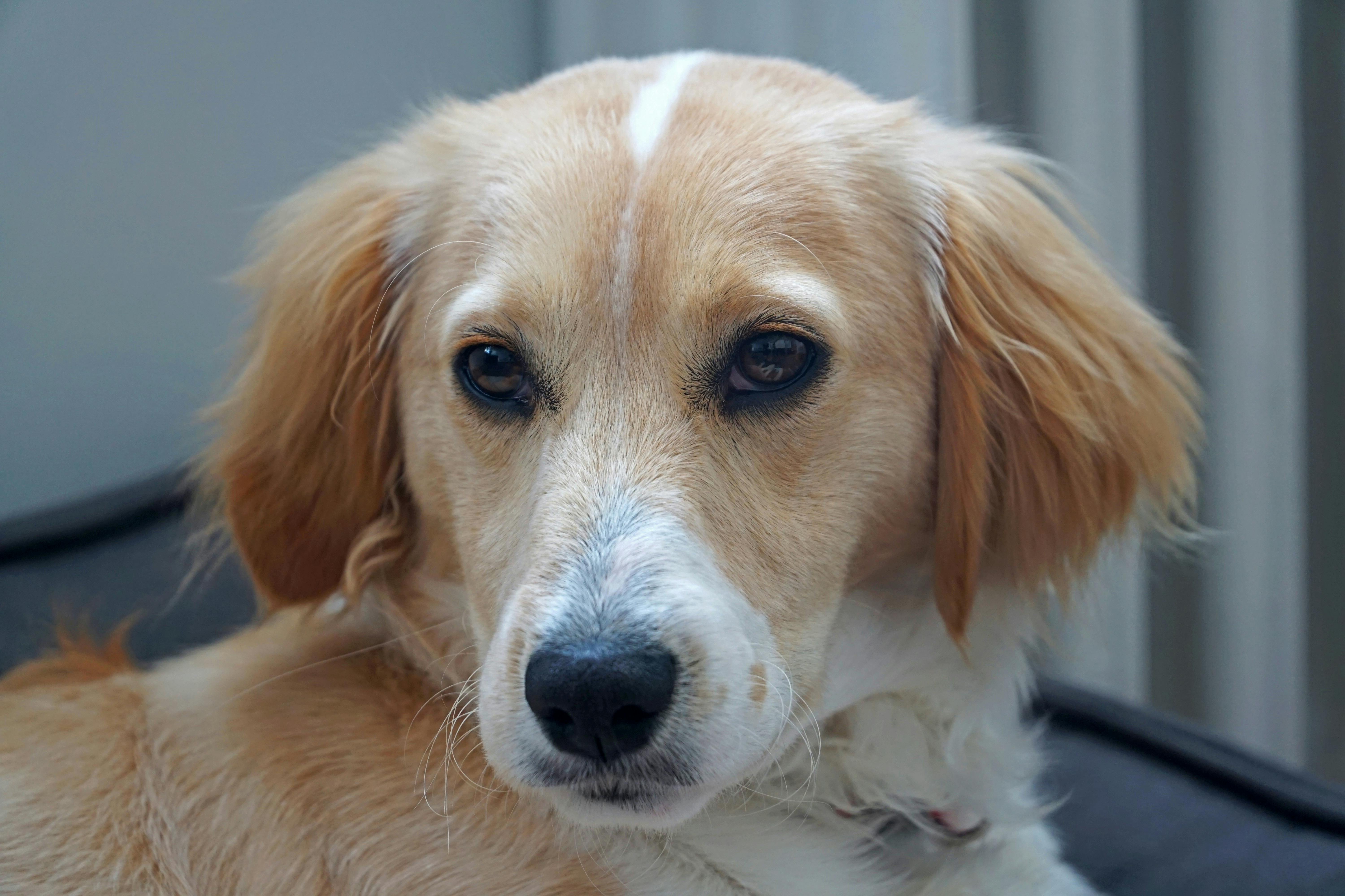 A Dogs Head · Free Stock Photo