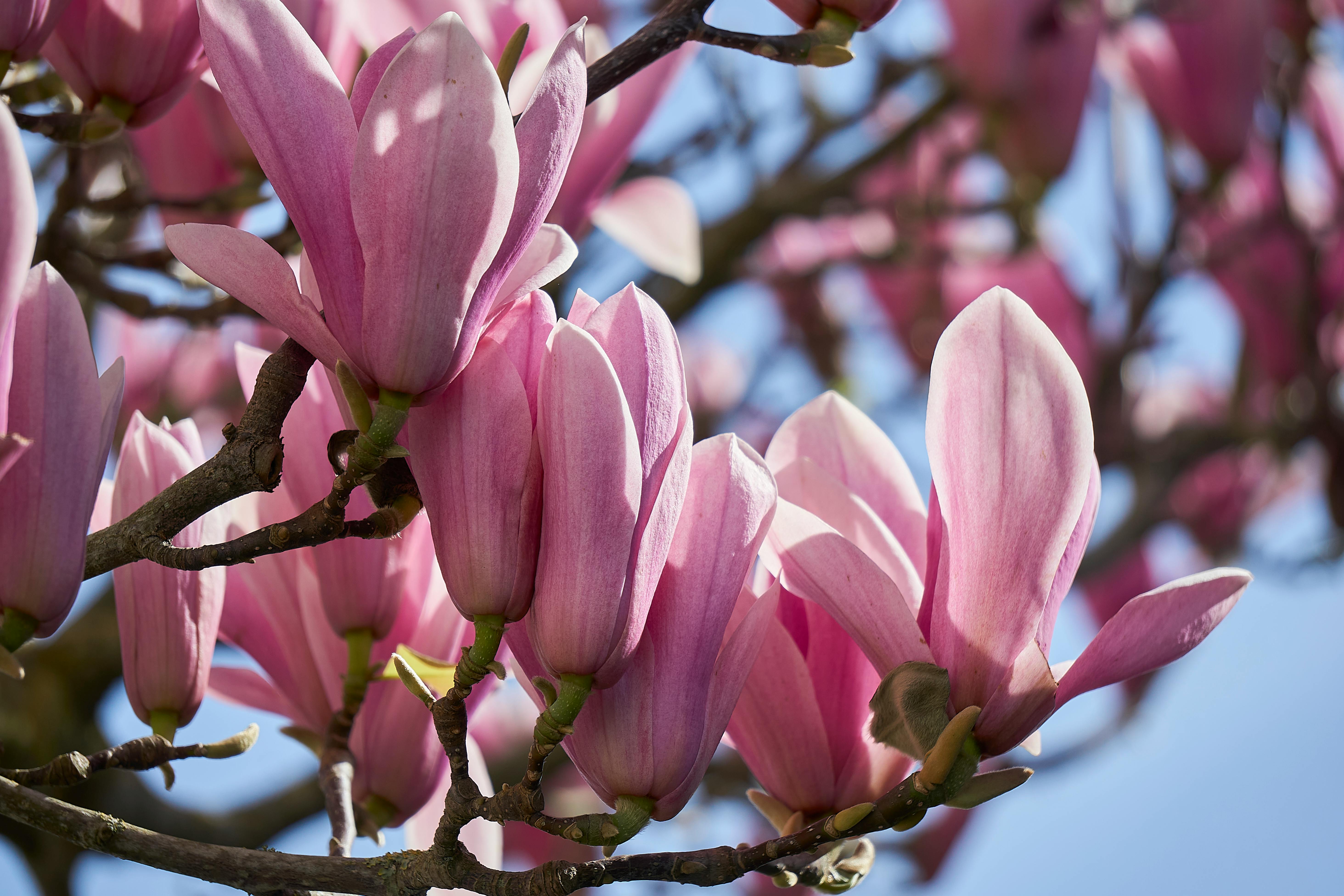 Blossoming Magnolia Shrub · Free Stock Photo