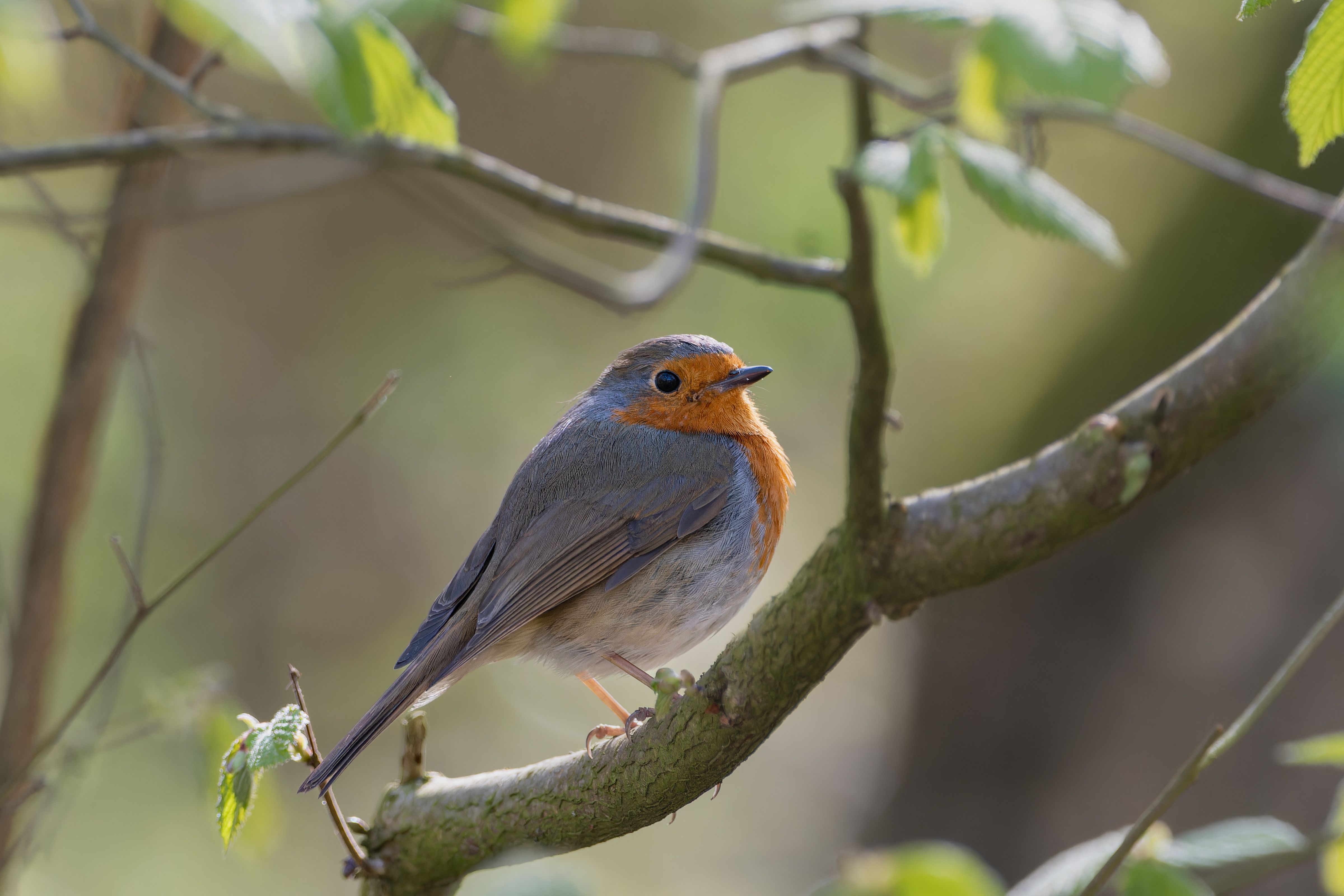 Bird Wallpaper For Laptop Photos, Download The BEST Free Bird Wallpaper ...