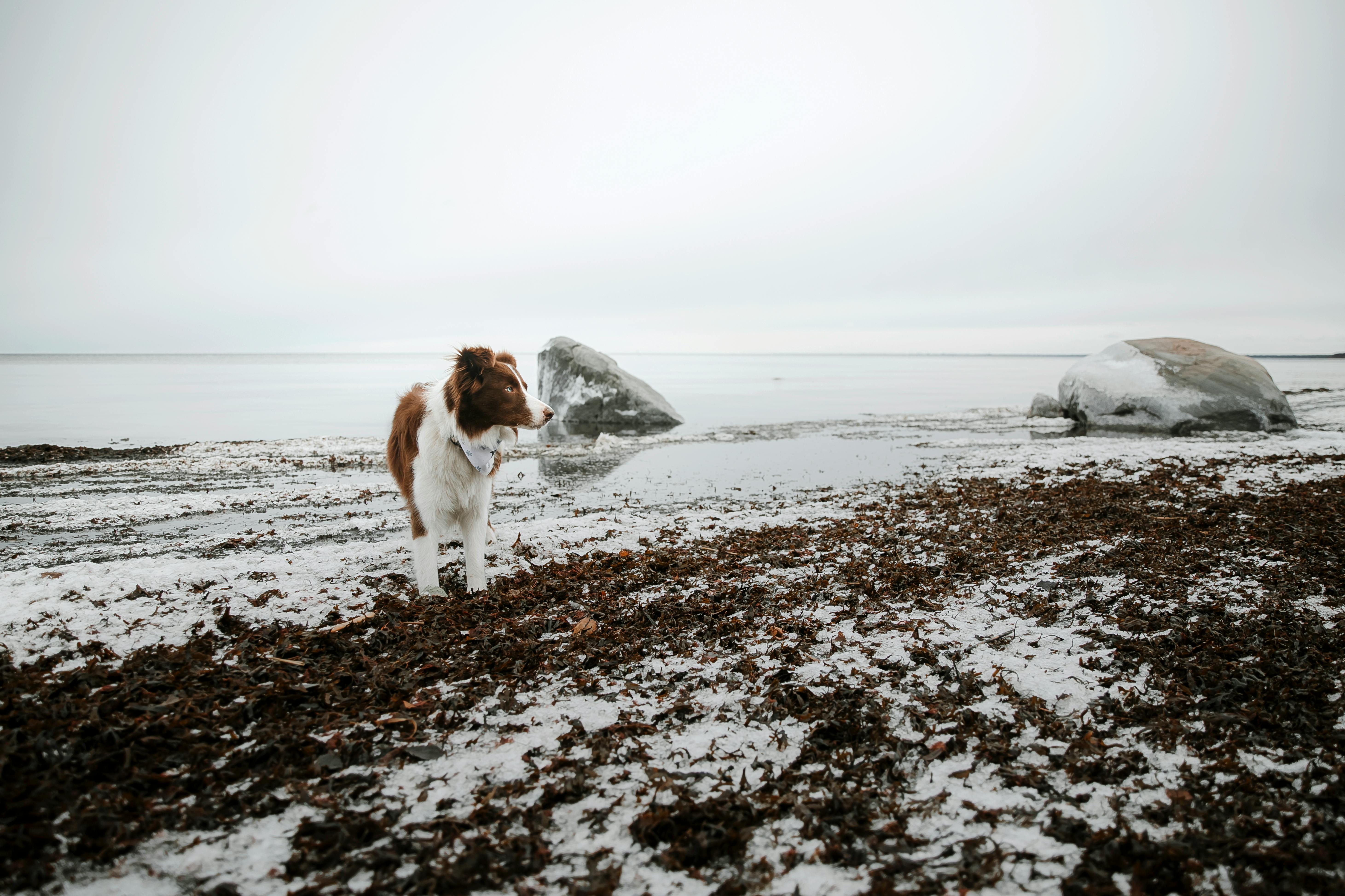 Seashore in Snow · Free Stock Photo