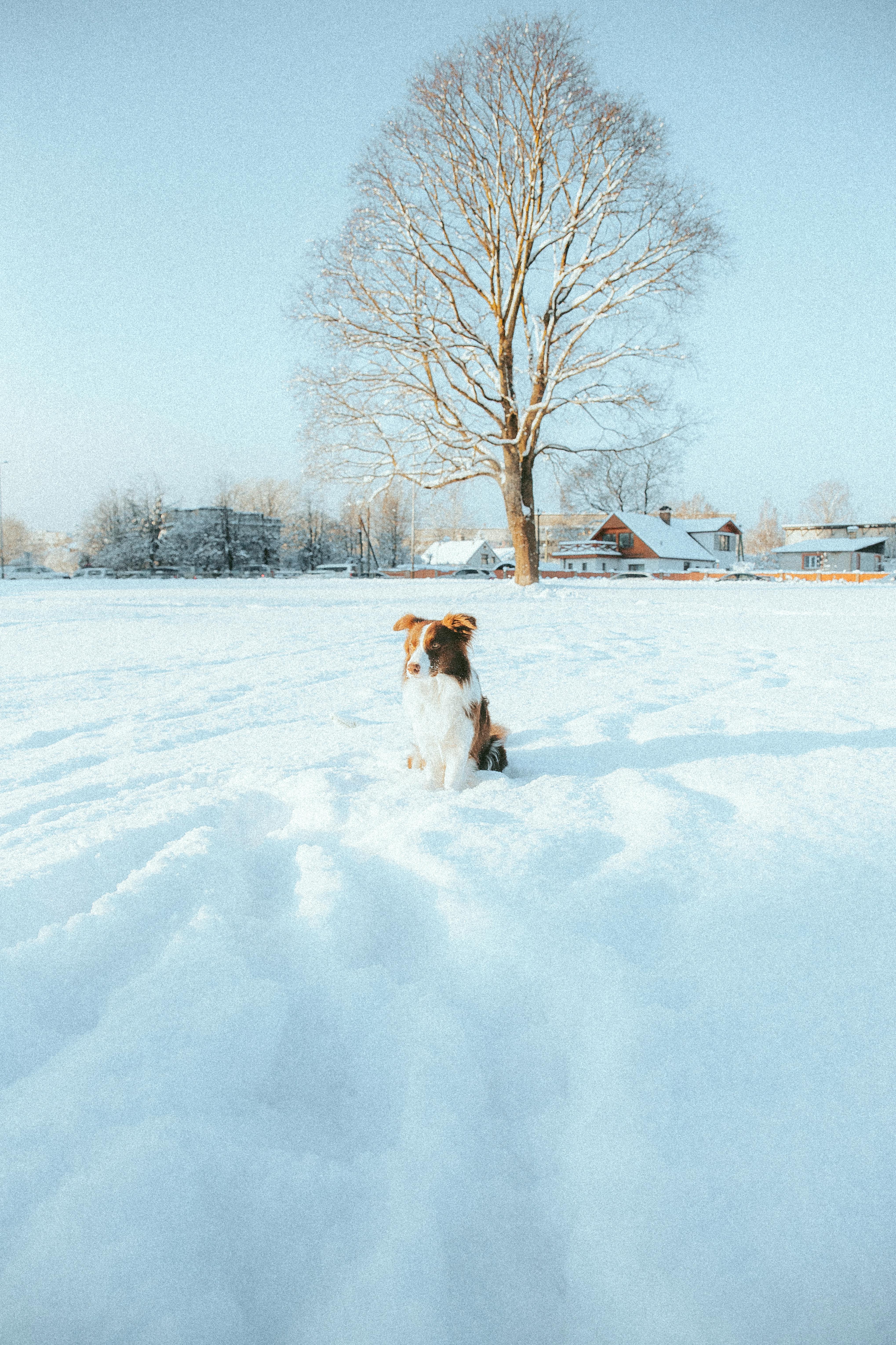 Snow Tree Border Photos, Download The BEST Free Snow Tree Border Stock ...