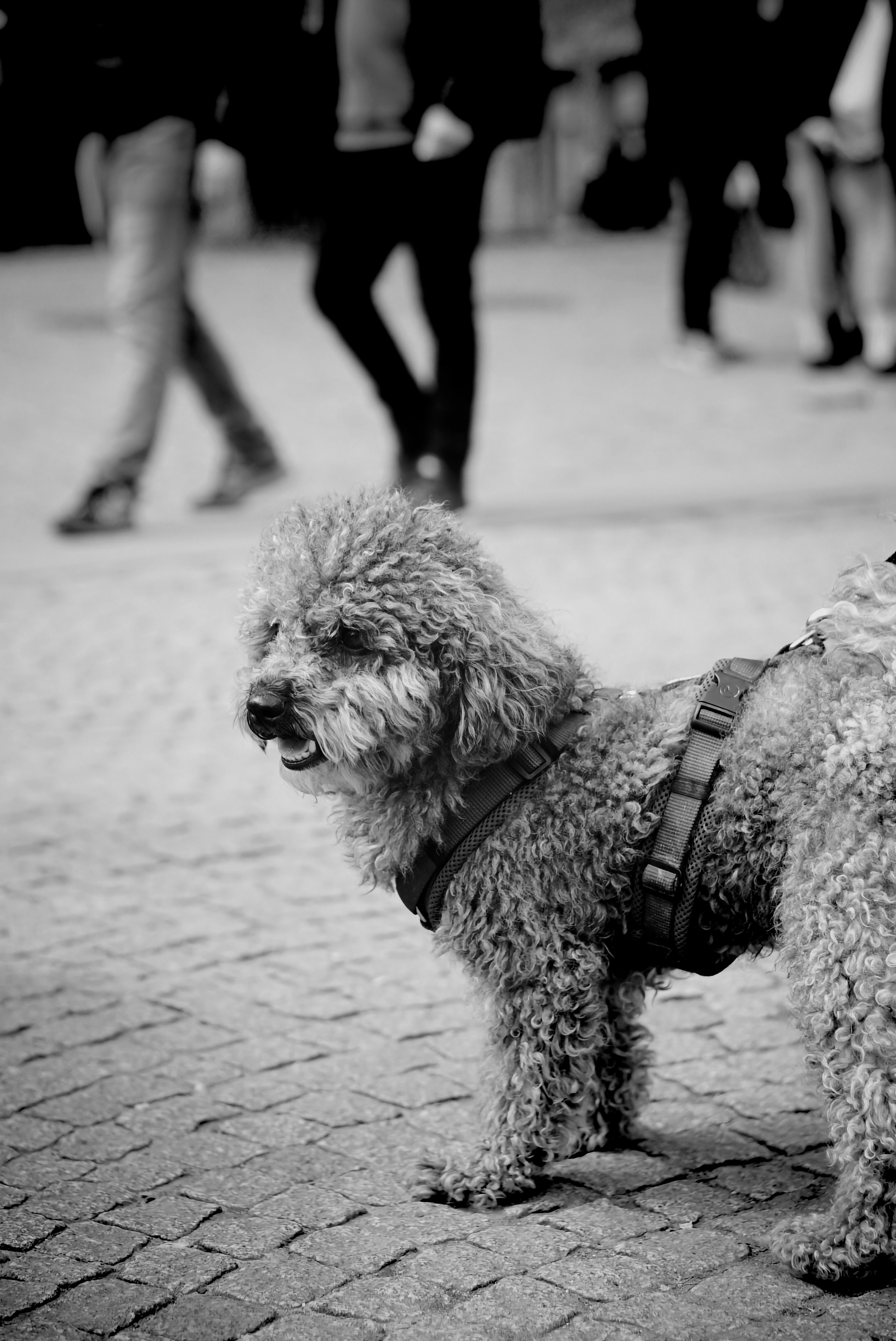 Poodle on Leash · Free Stock Photo
