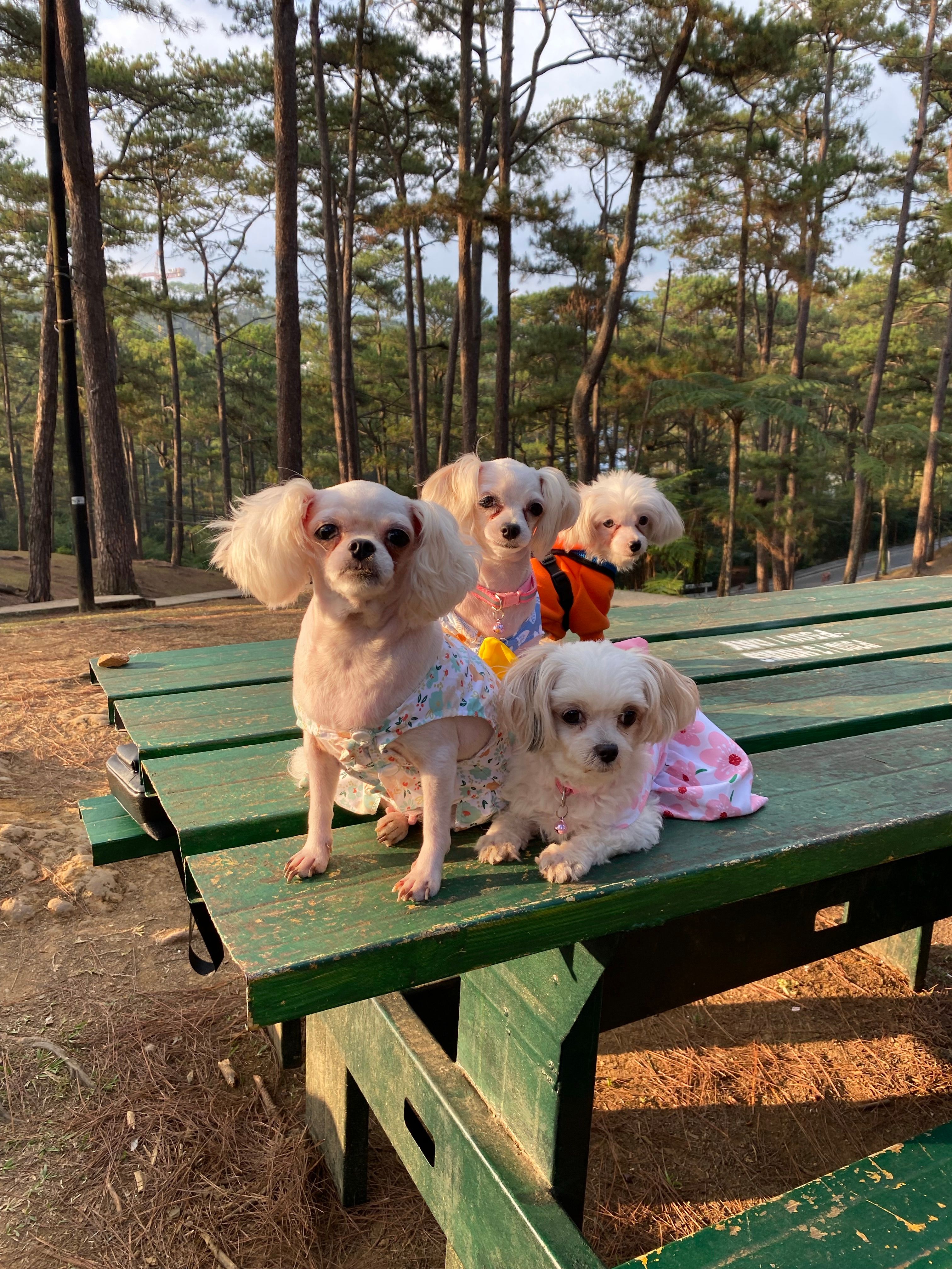 Dogs in Clothes Sitting on Table · Free Stock Photo