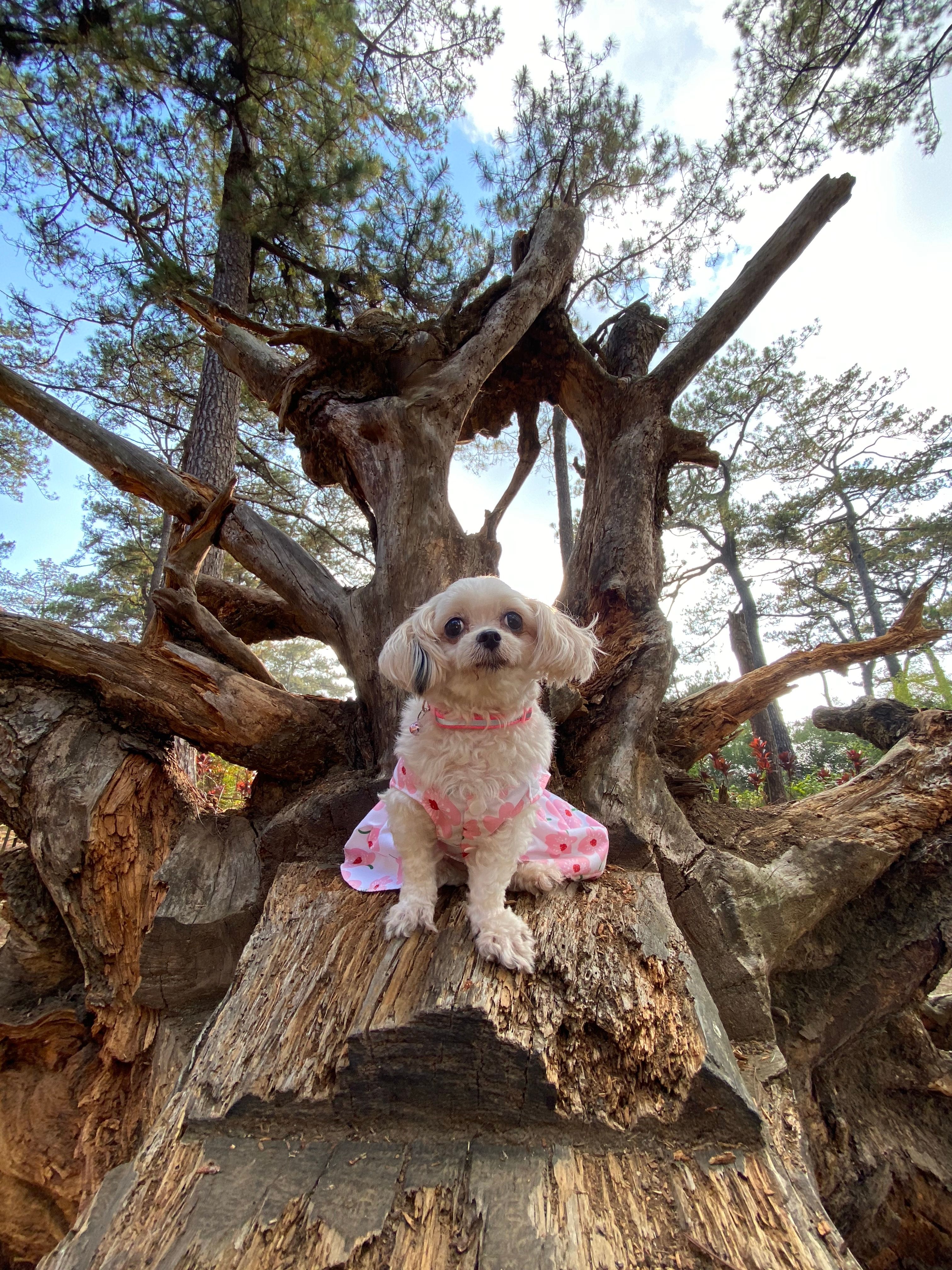 Dog Clothes Wallpaper Photos, Download The BEST Free Dog Clothes ...