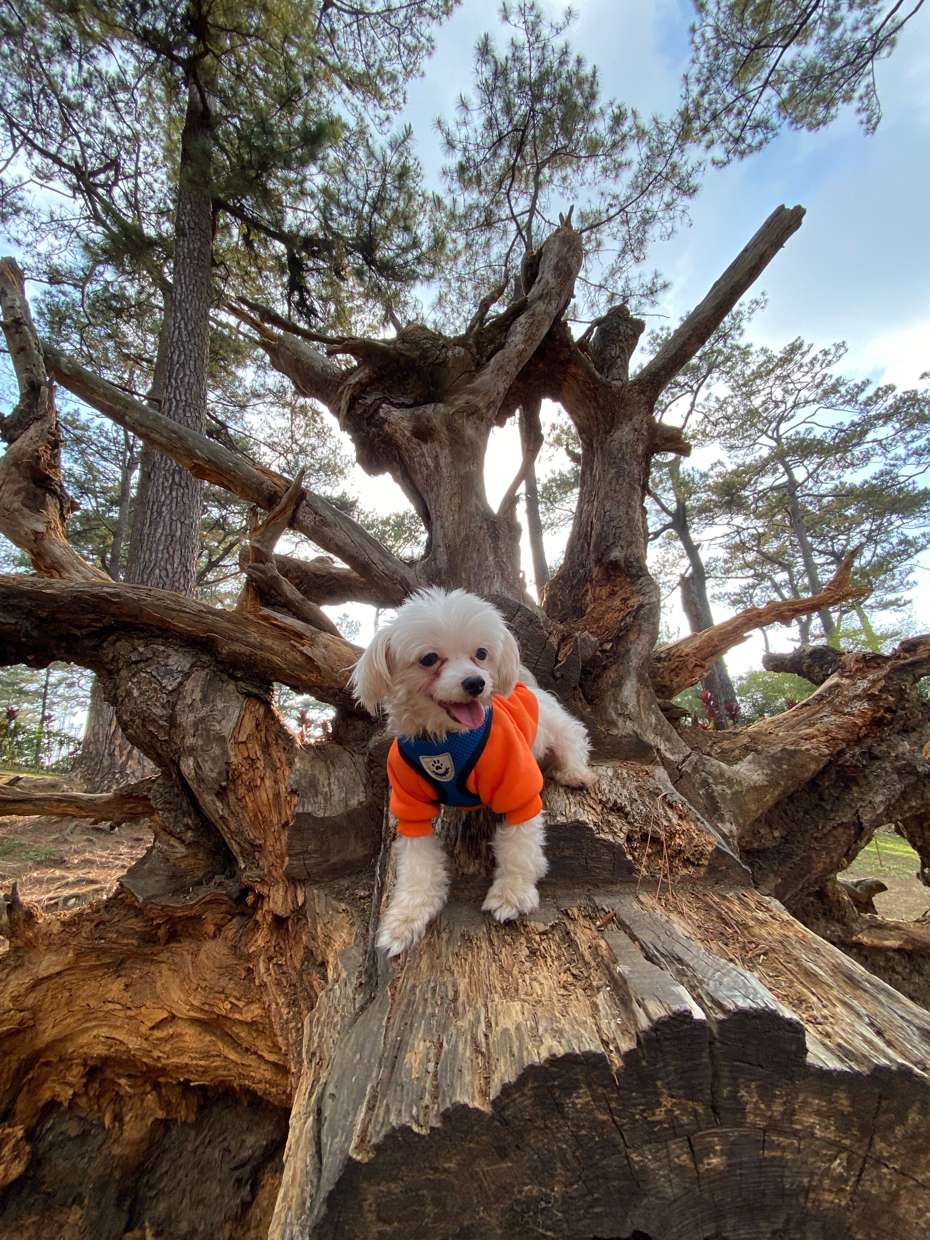Dog in Clothes on Tree Trunk · Free Stock Photo
