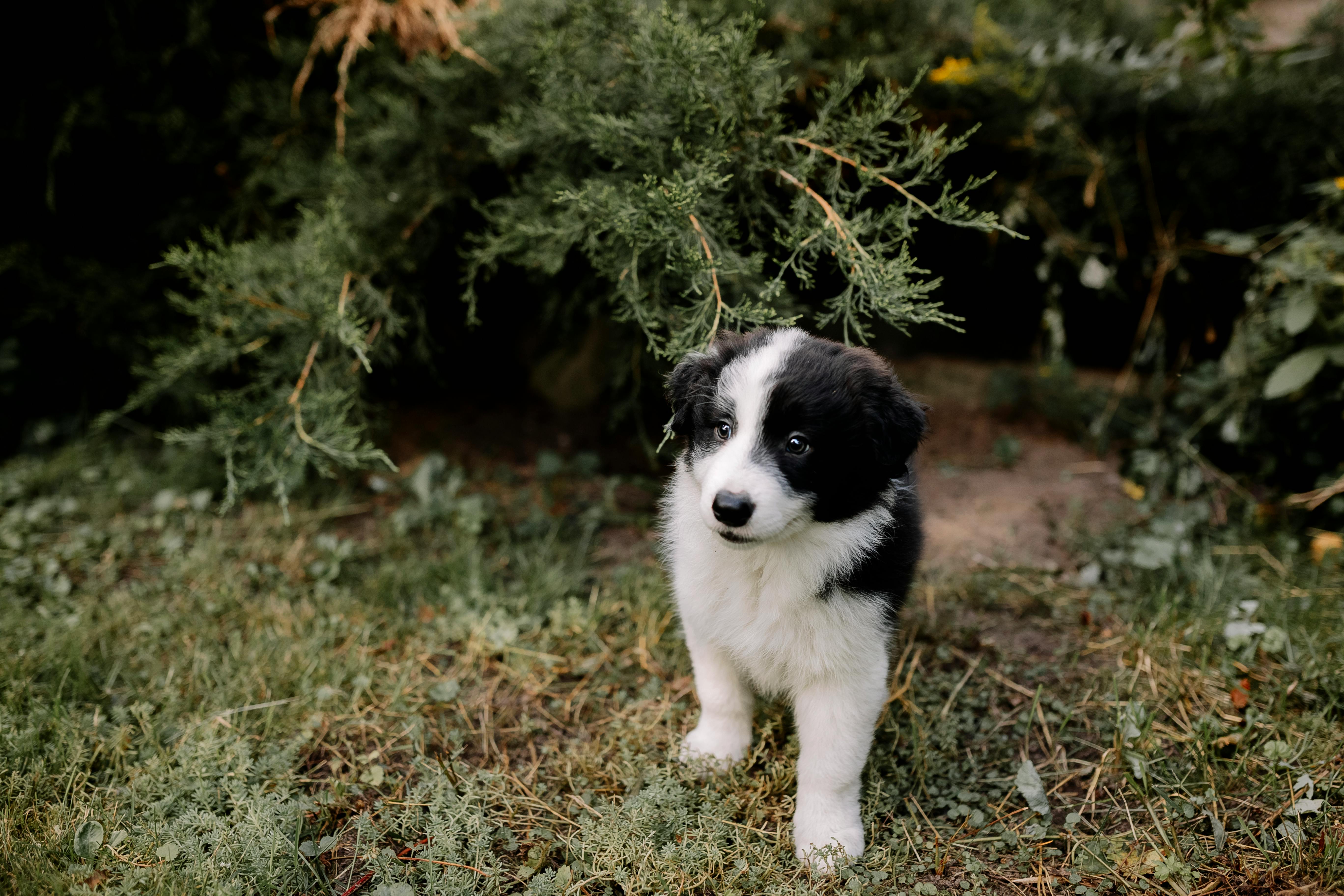 Cute Puppy on Ground in Nature · Free Stock Photo